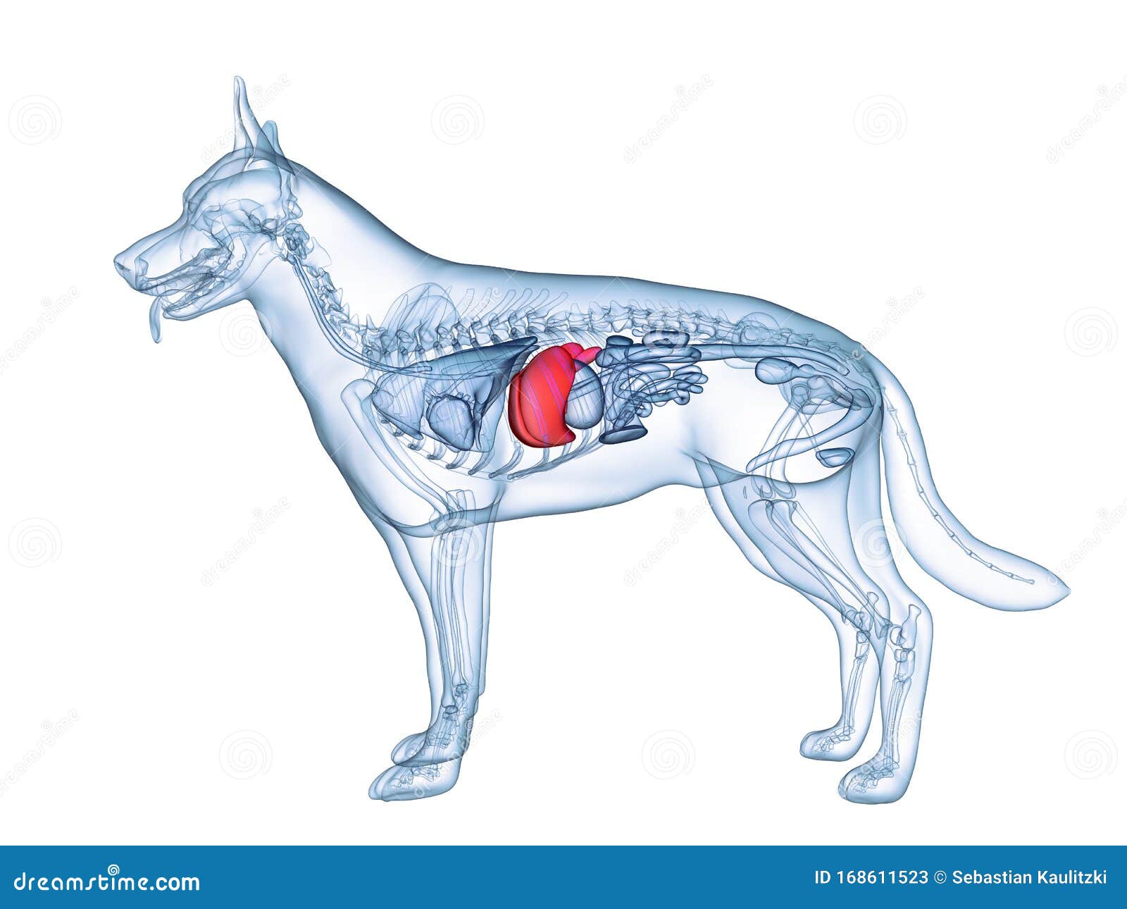 The dogs liver stock illustration. Illustration of dark - 168611523