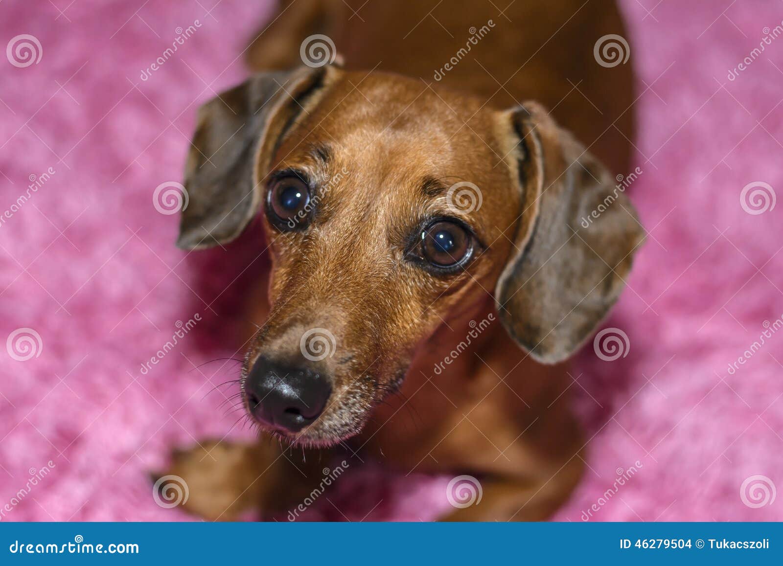 Dogs look up curiously stock photo. Image of brown, blurred - 46279504
