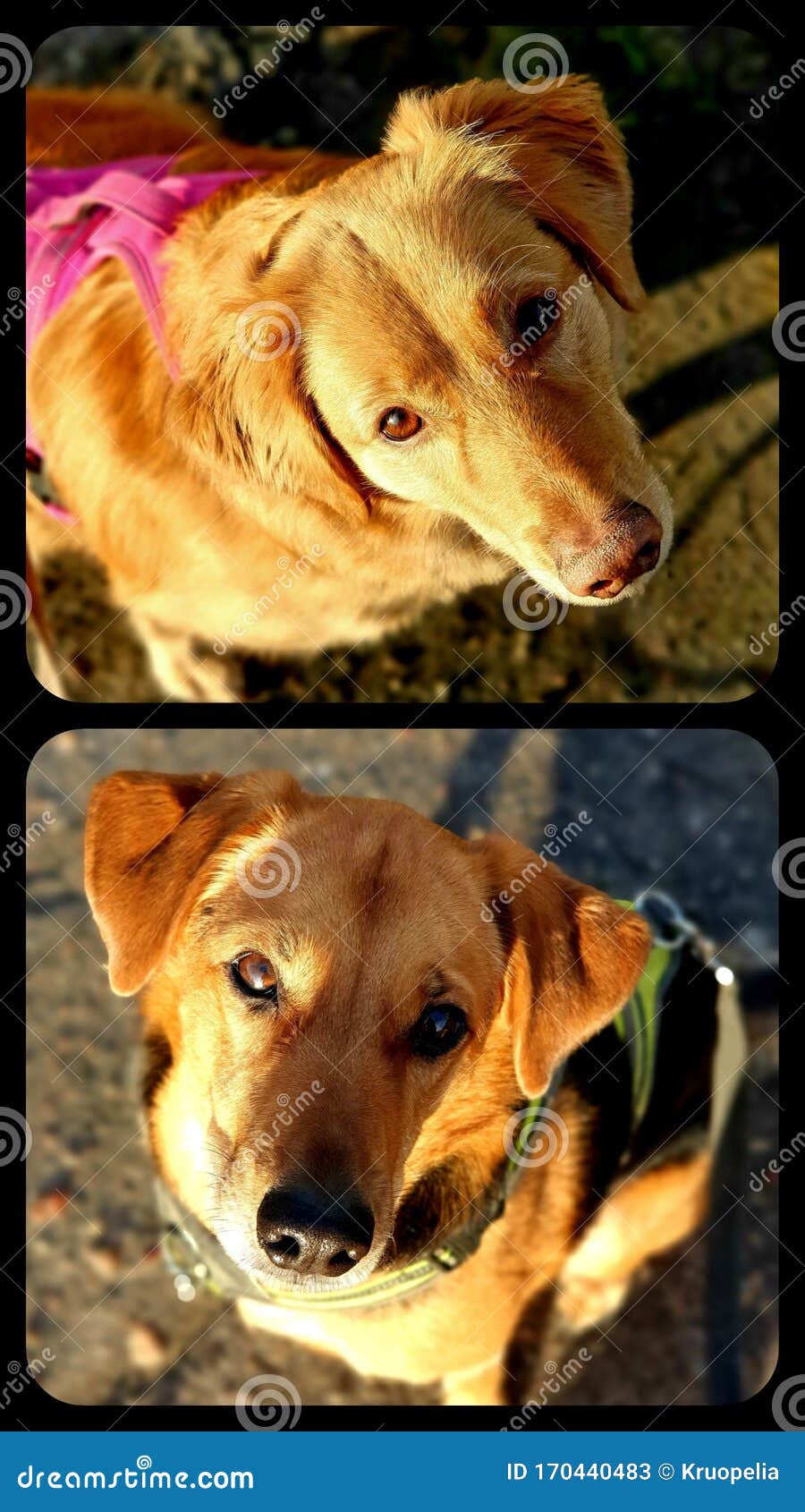 Dogs looking at the camera stock image. Image of brown - 170440483