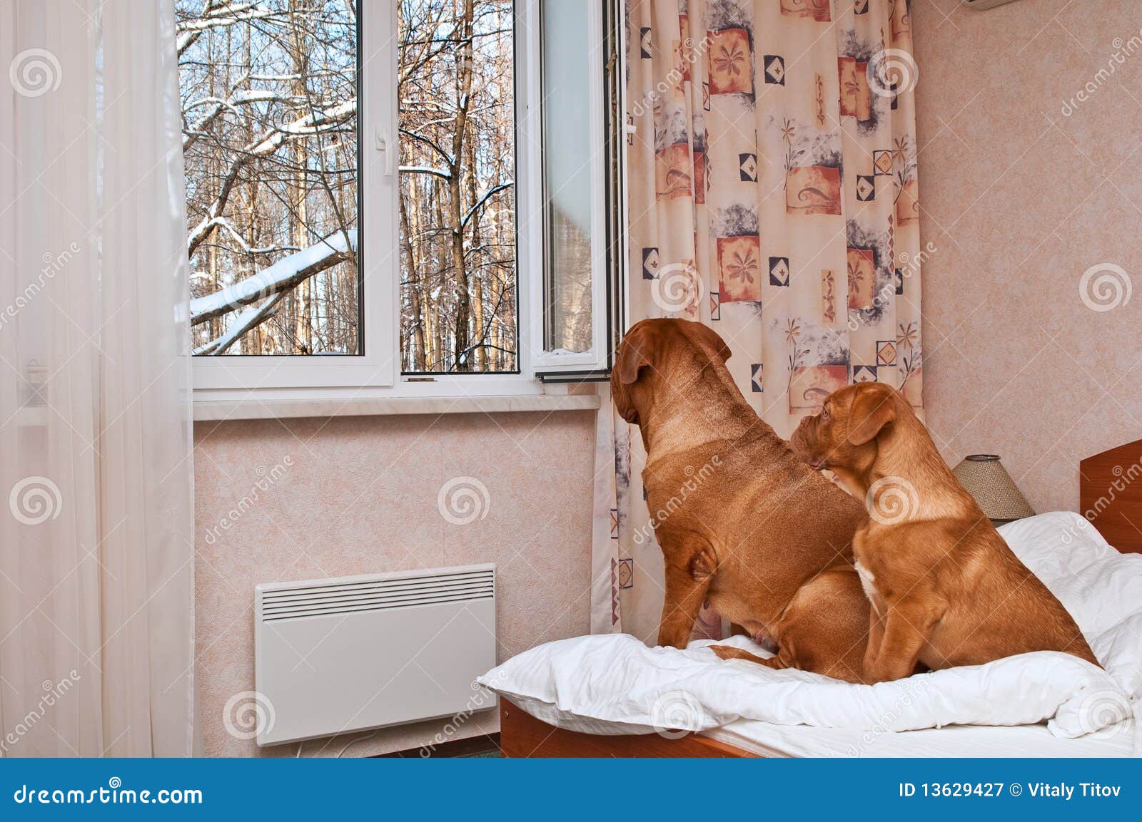 Dogs Looking Out of the Window Stock Image - Image of winter, mother ...