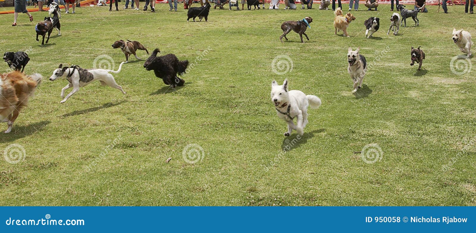 The Dogs are Loose stock photo. Image of race, breeds, legs - 950058