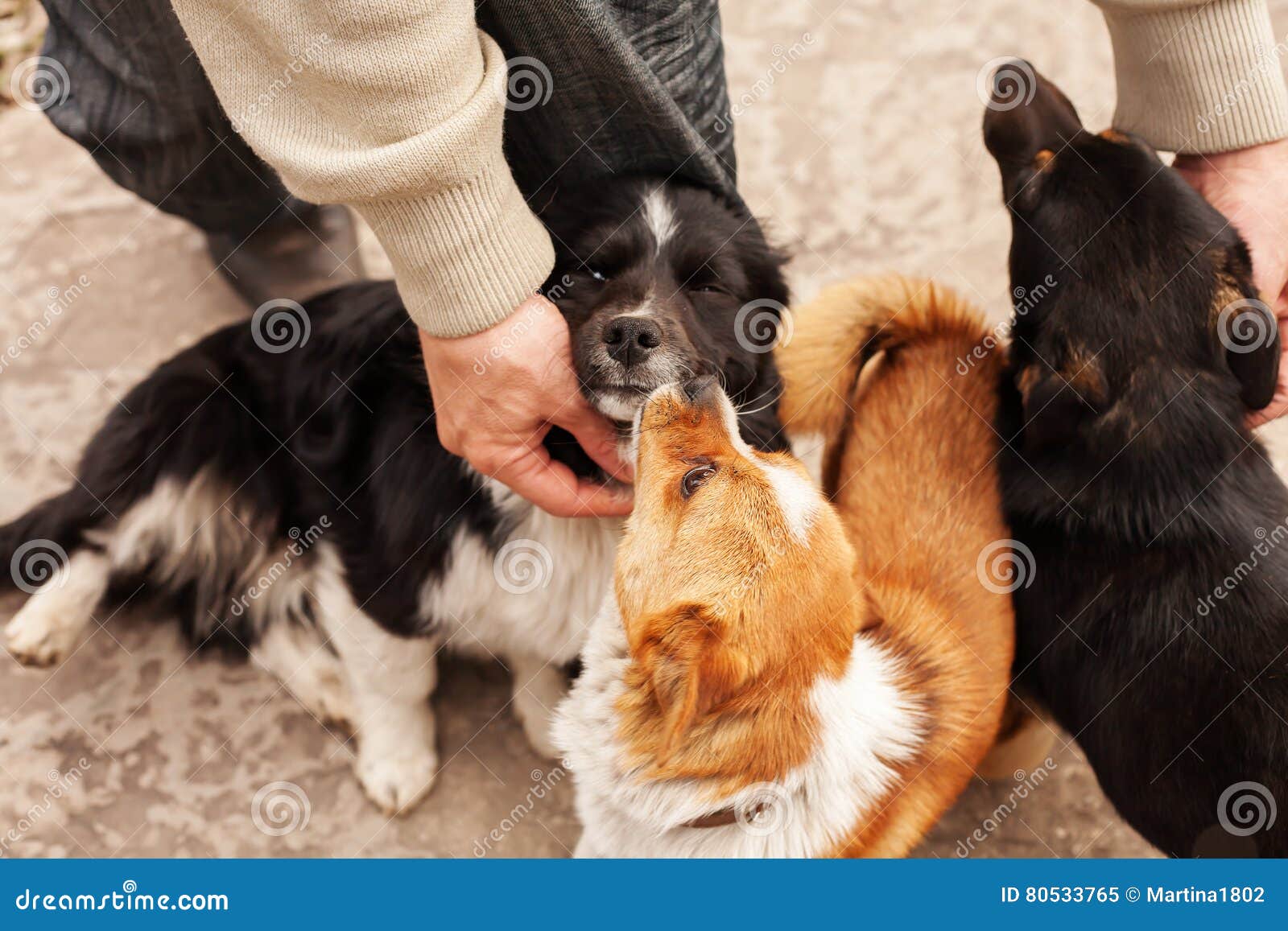 Dogs love to men stock image. Image of owner, human, couple - 80533765