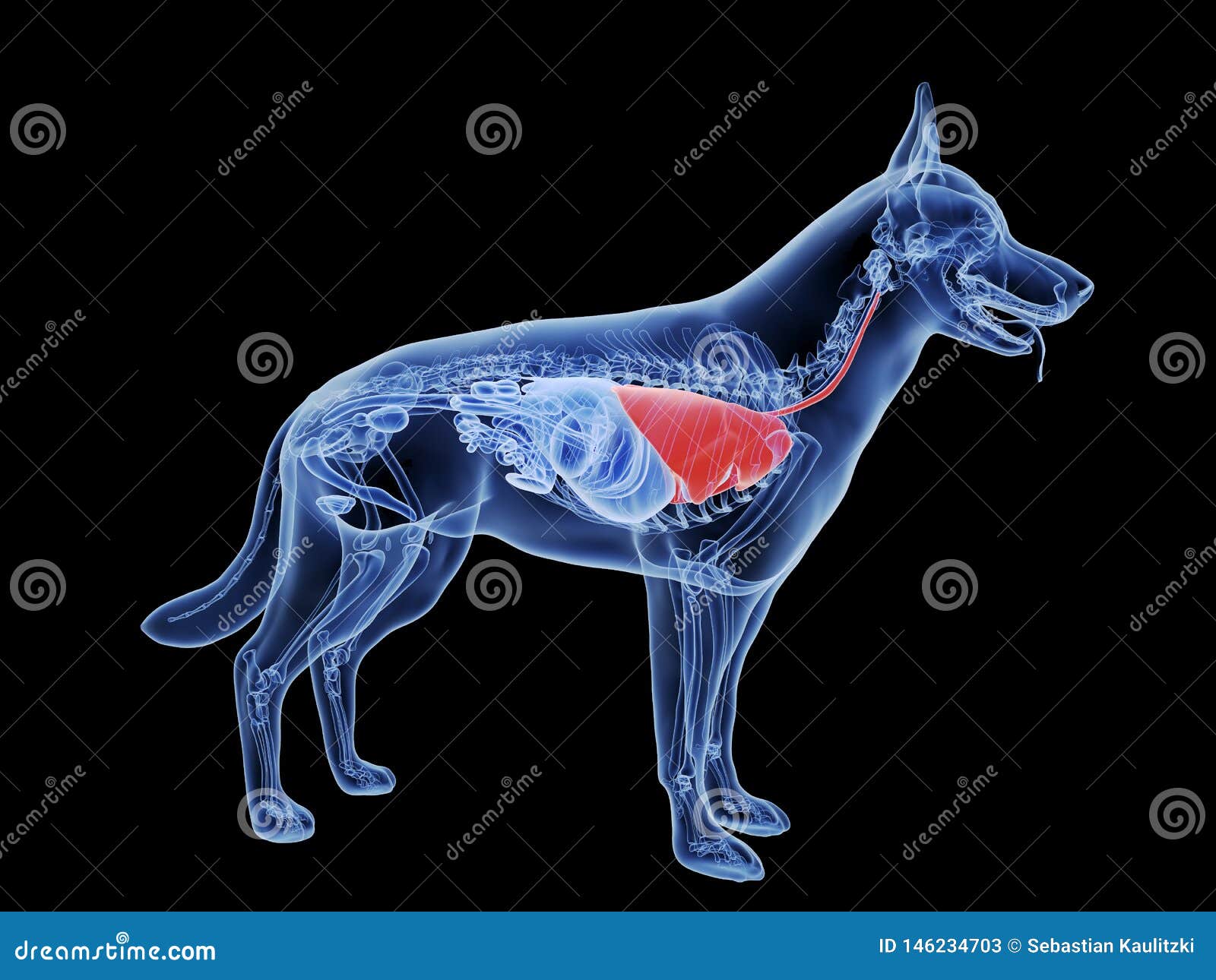 The dogs lung stock illustration. Illustration of body - 146234703