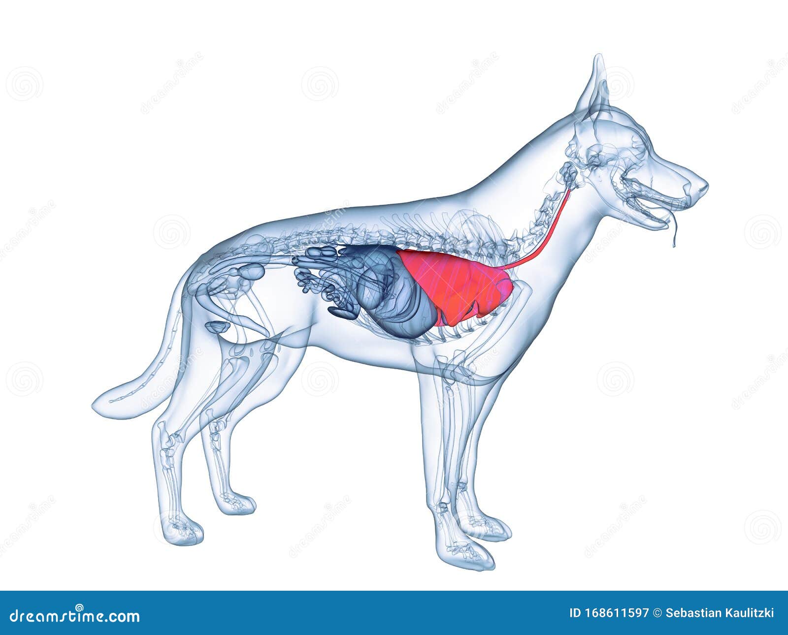 Where Are A Dogs Lungs Located