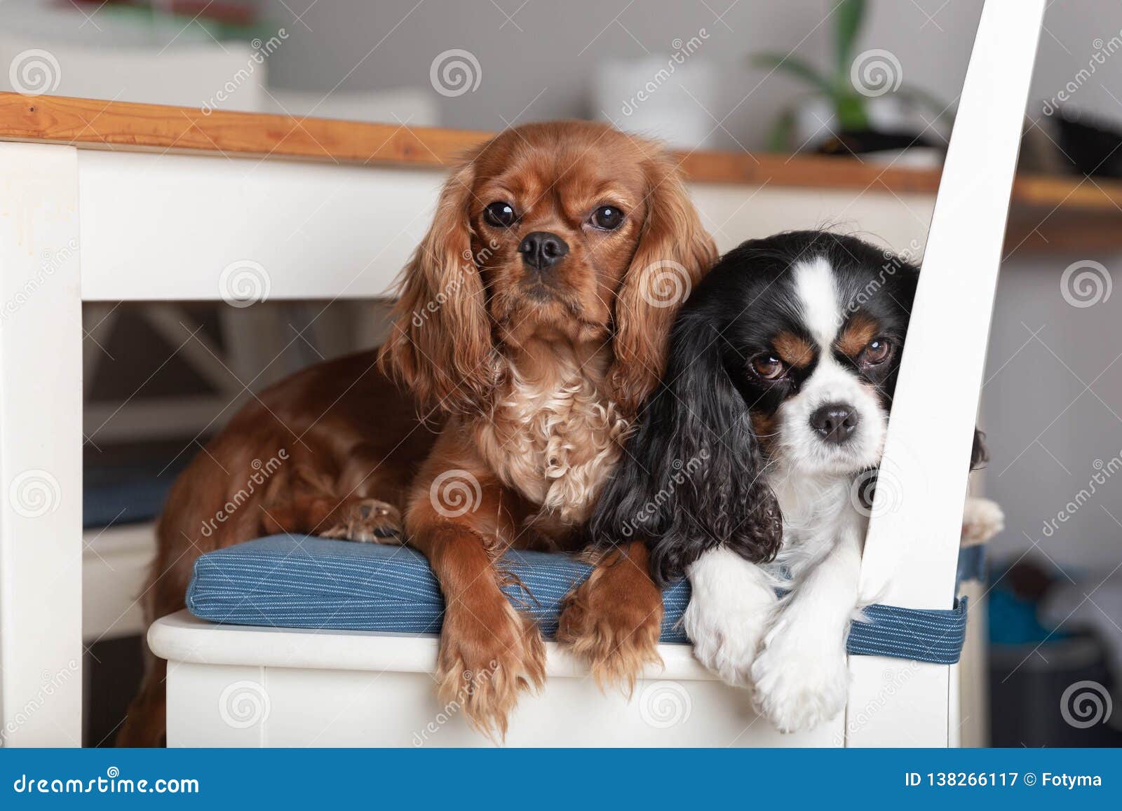 Dogs Lying on the White Chair Stock Image - Image of purebred, head ...