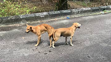 Dogs mating stock image. Image of dogs, streetdog, street - 267100363