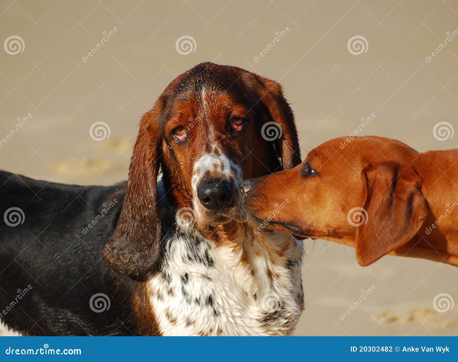 Dogs meeting stock photo. Image of outside, head, heads - 20302482