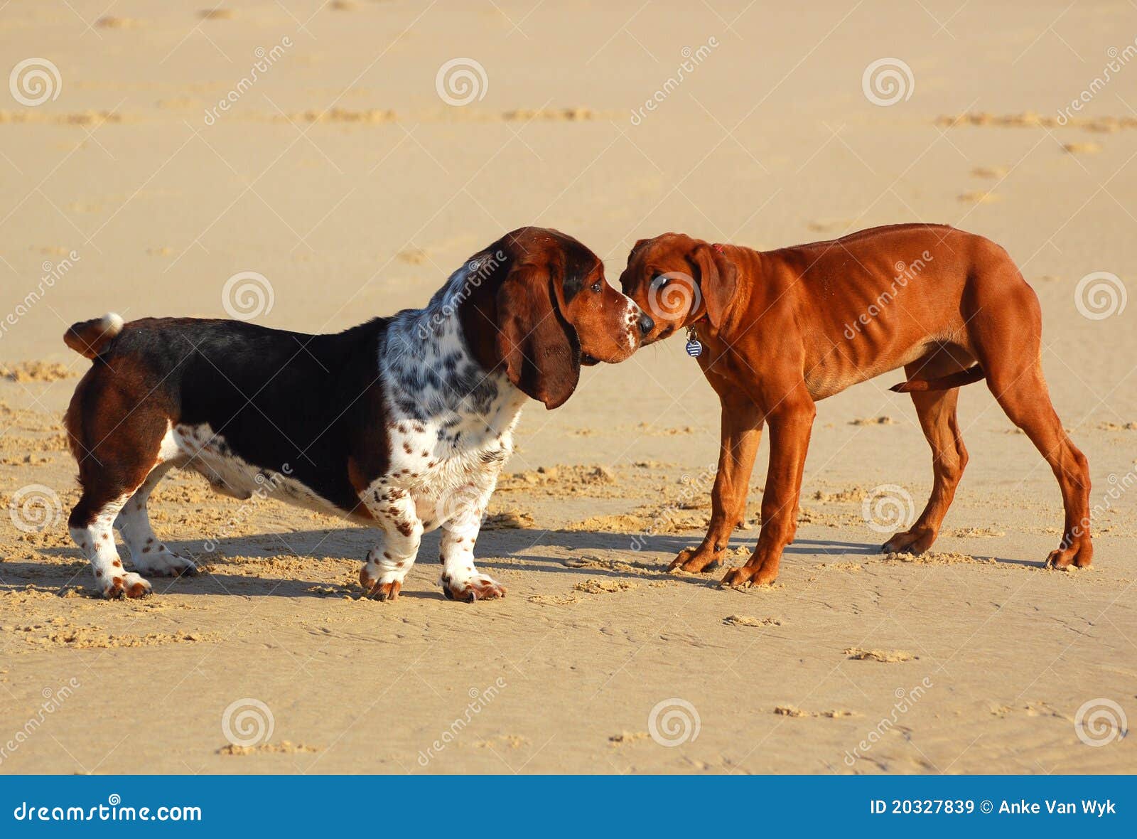Dogs meeting stock image. Image of sniff, stand, purebred - 20327839