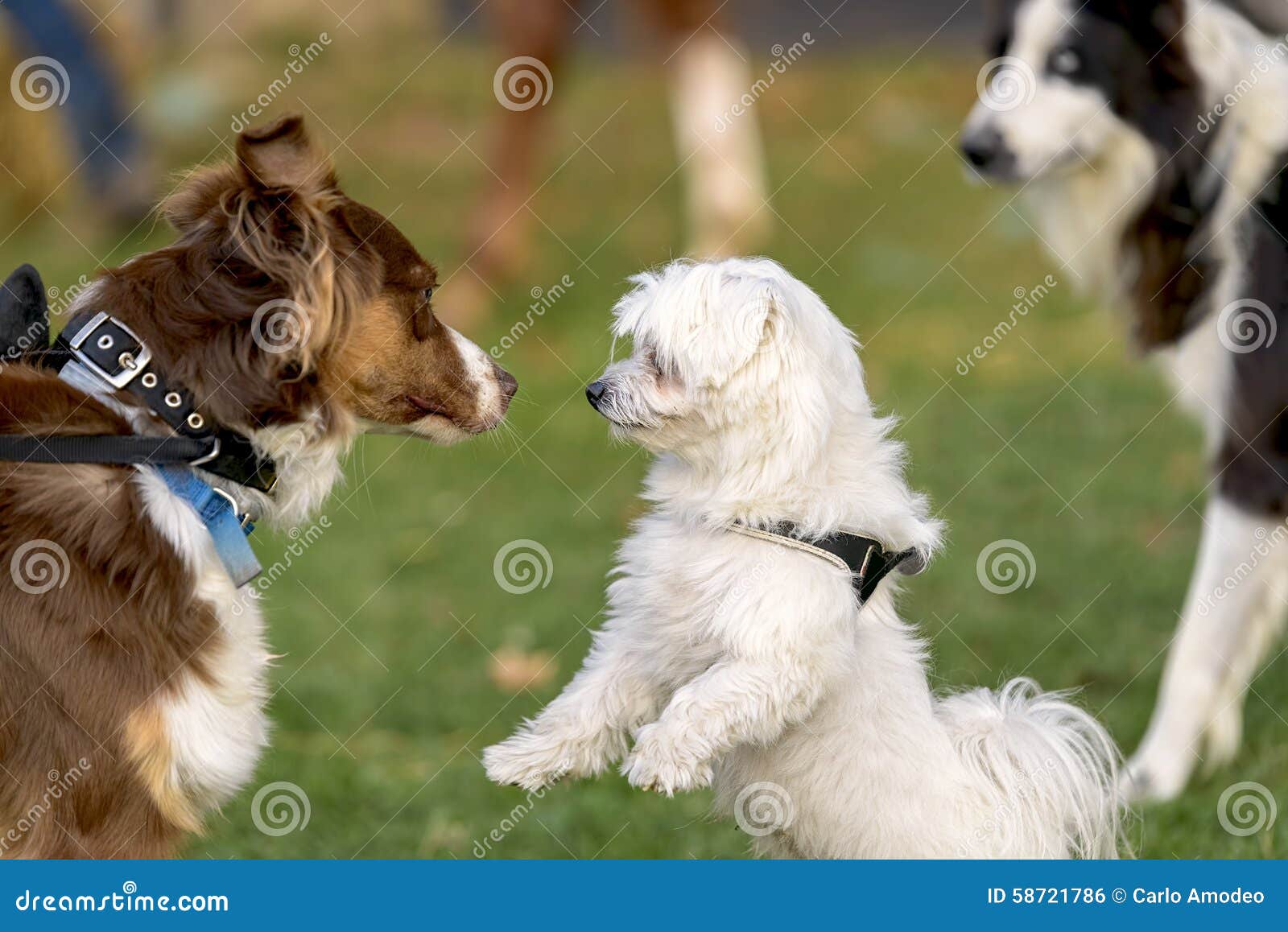 Dogs meeting stock photo. Image of brown, happy, dogs - 58721786