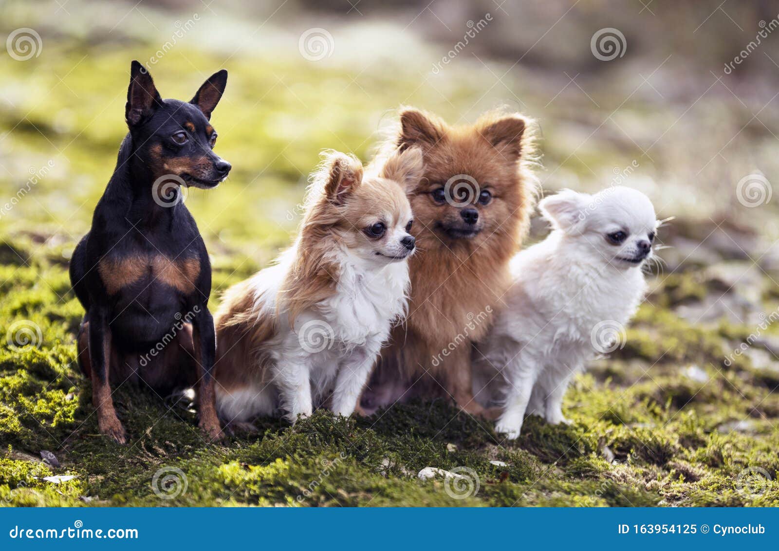 Dogs in nature stock image. Image of group, nature, miniature - 163954125