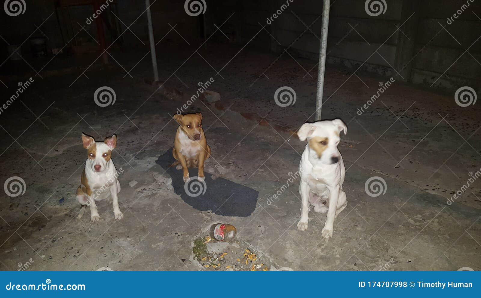 Dogs at night stock photo. Image of night, creepy, stalkers - 174707998