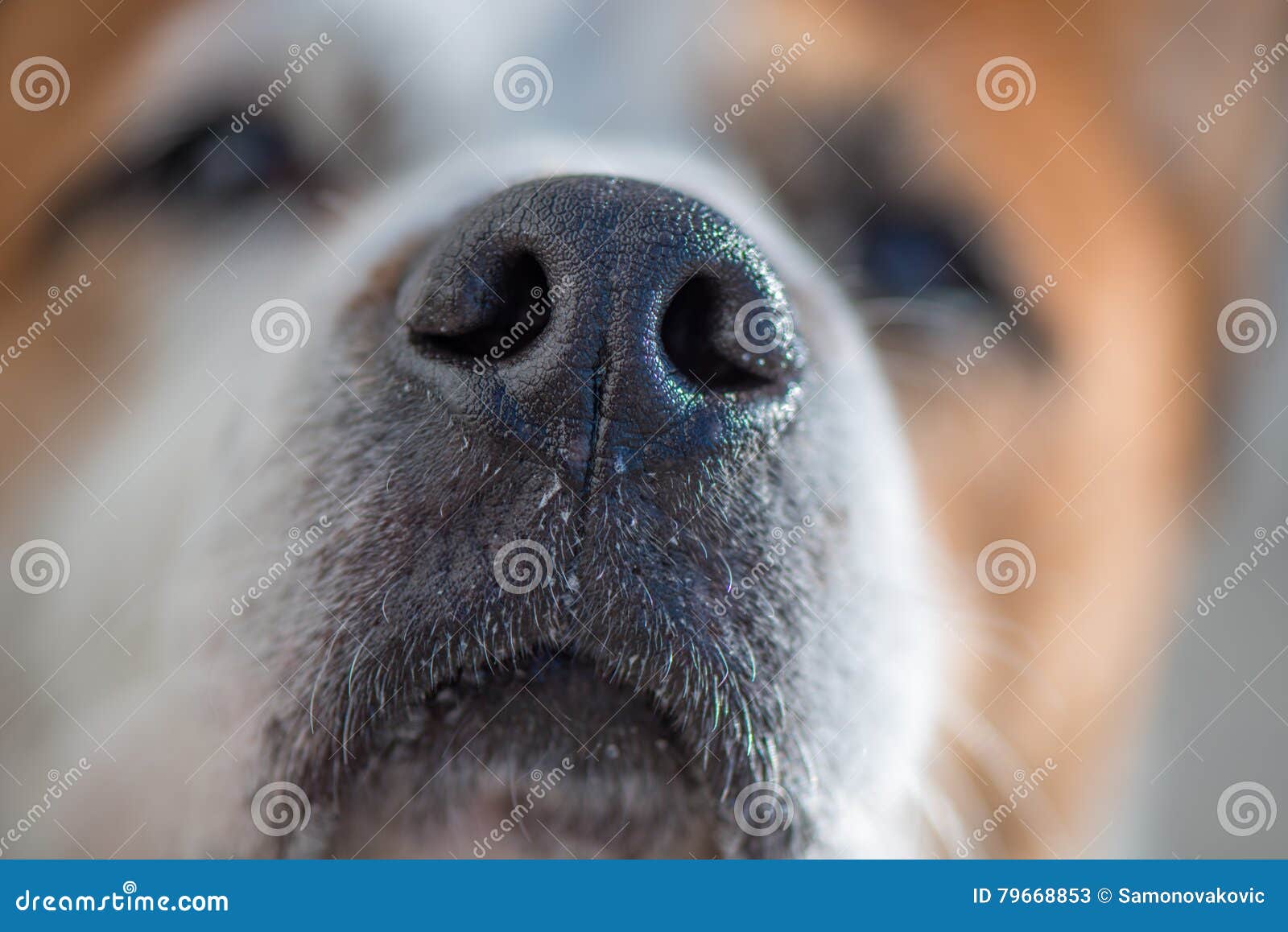 Dogs nose stock image. Image of front, cute, close, bred - 79668853