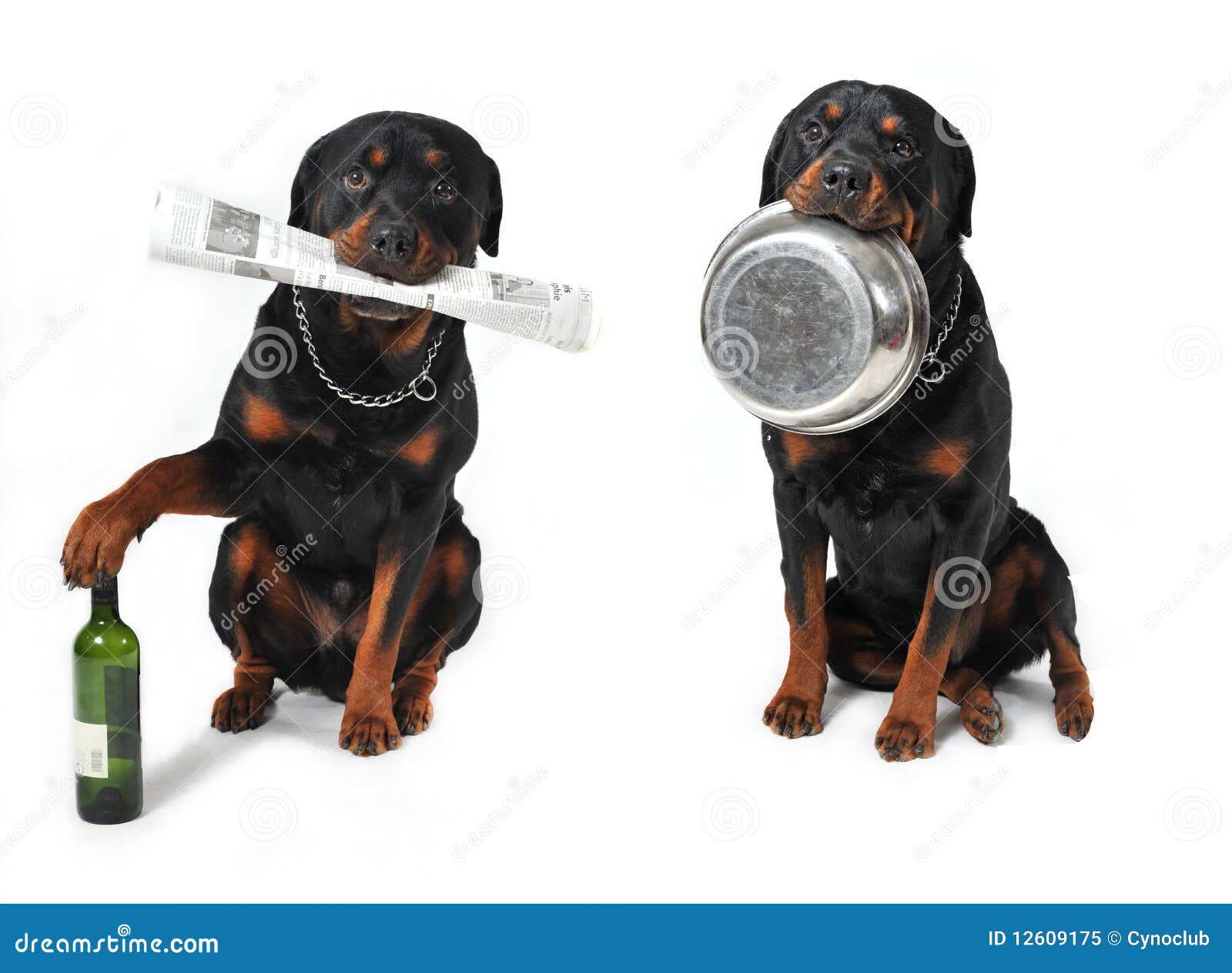 Dogs with objects stock image. Image of obedience, object - 12609175