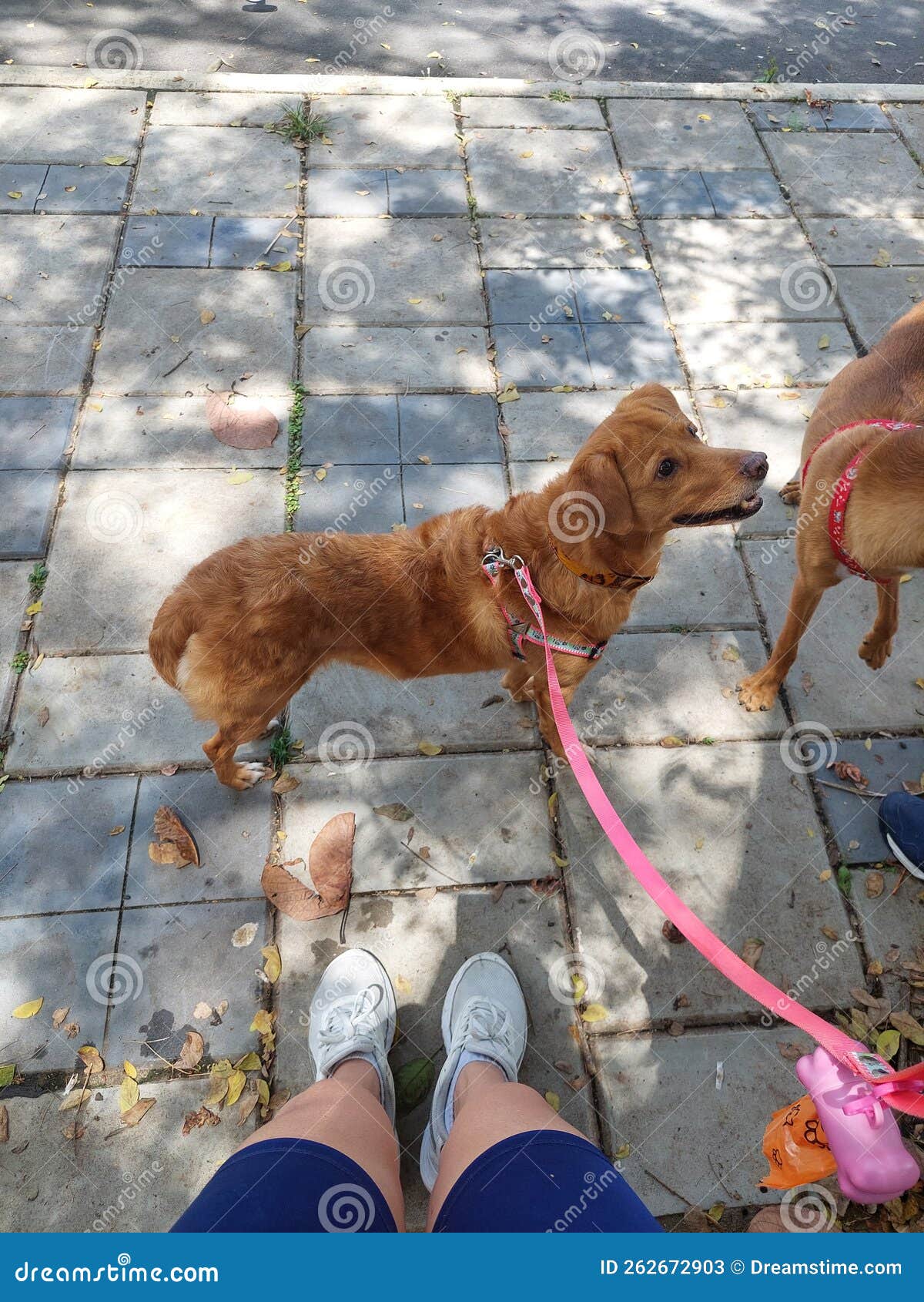 The dogs out stock image. Image of street, puppy, dogs - 262672903