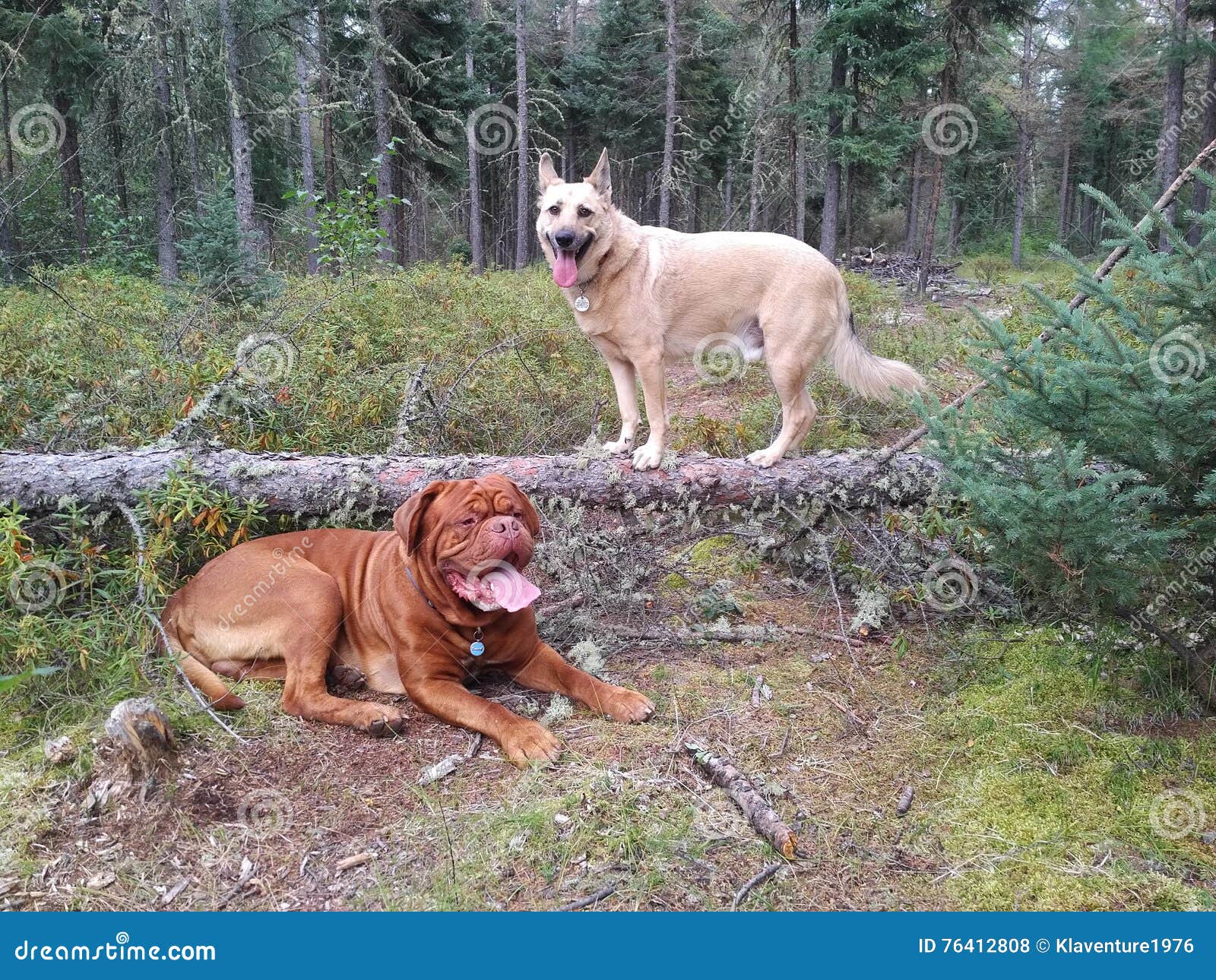 Dogs outside in forest stock photo. Image of dogue, mastiff - 76412808
