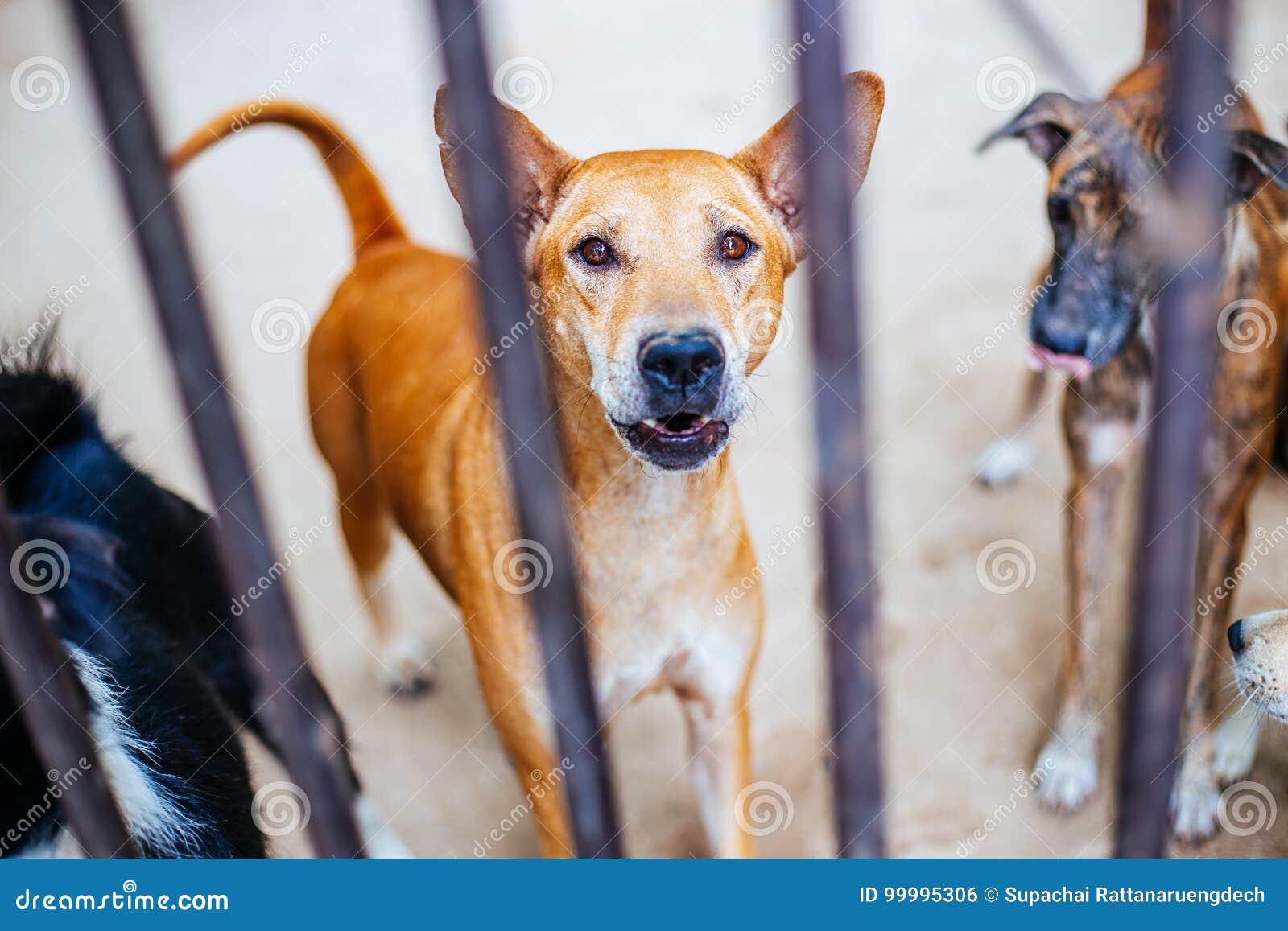 Dogs pack stray arkivfoto. Bild av häftig, vitt, ögon - 99995306
