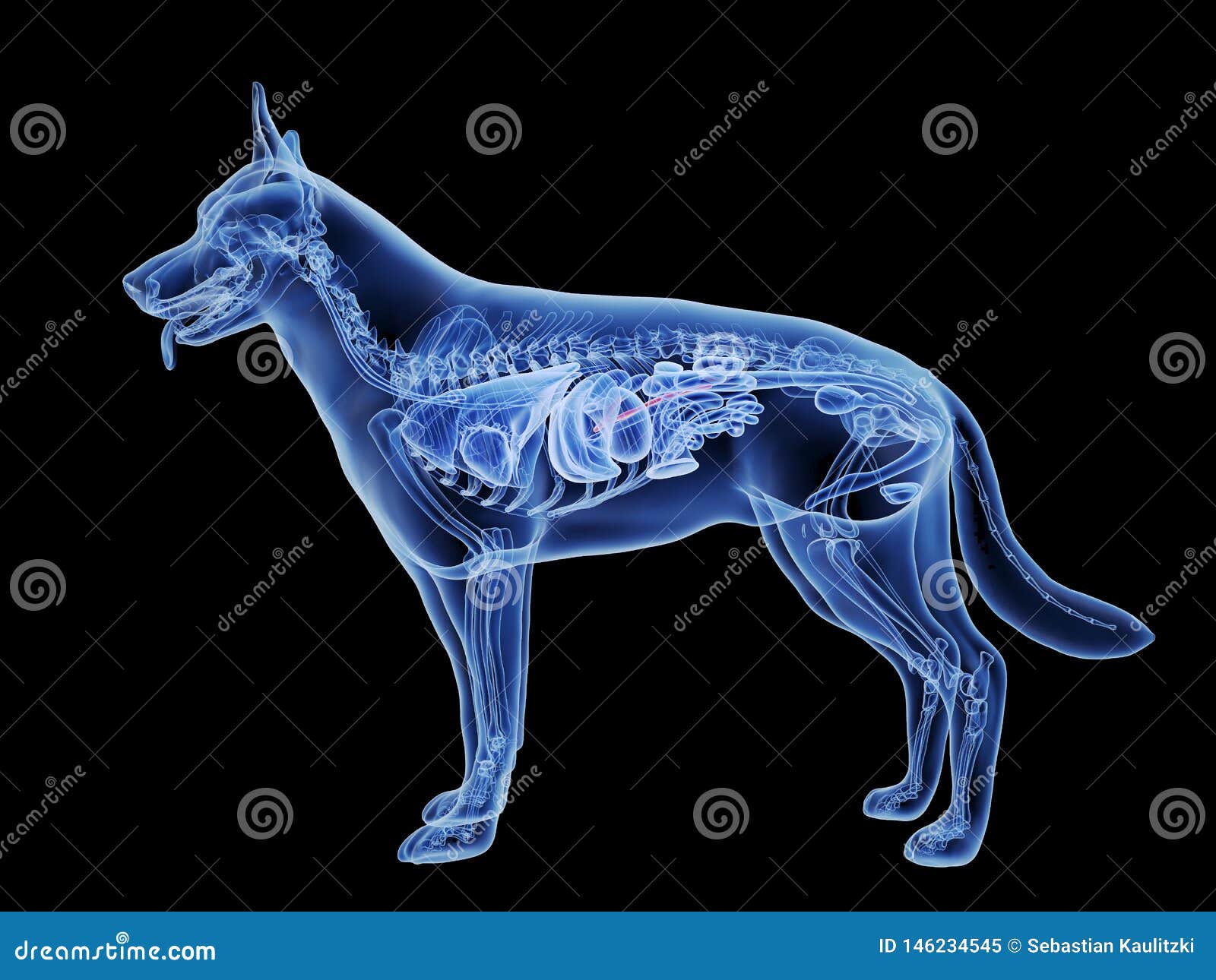 The dogs pancreas stock illustration. Illustration of animal - 146234545