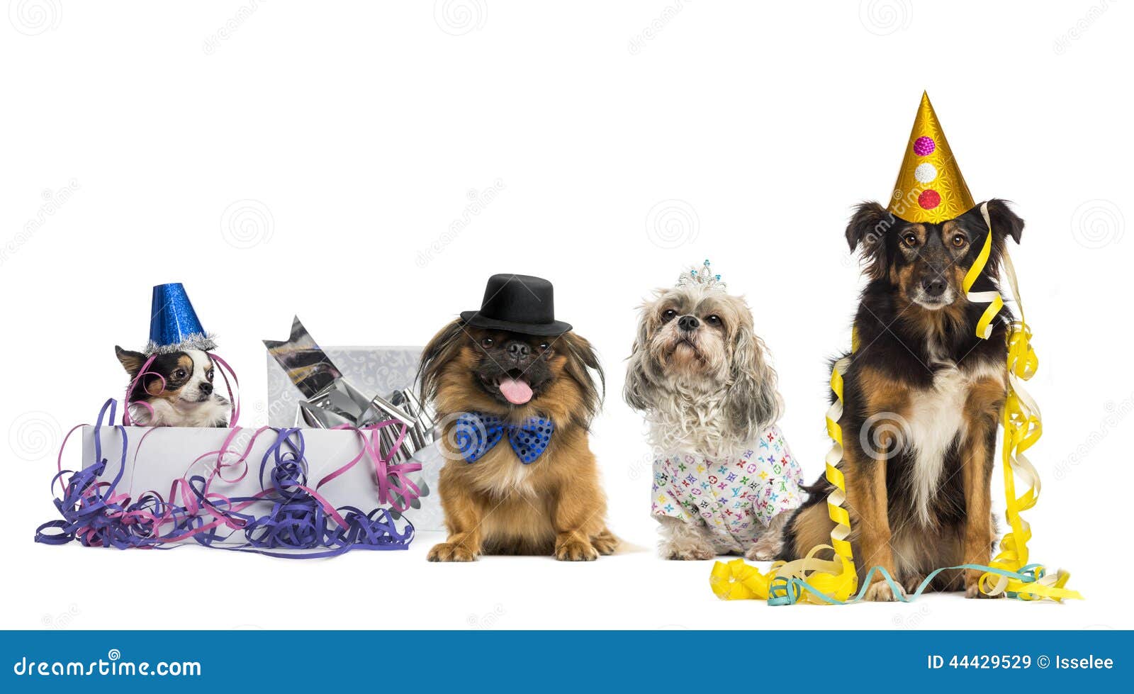 Dogs partying stock image. Image of people, background - 44429529