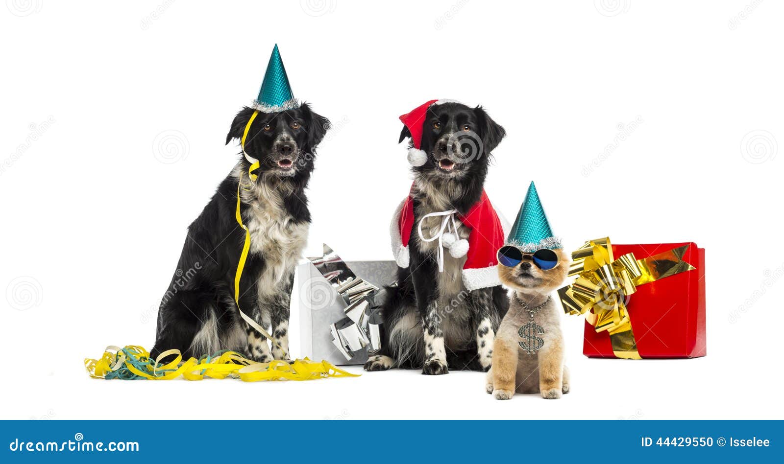 Dogs partying stock photo. Image of dogs, domestic, gift - 44429550