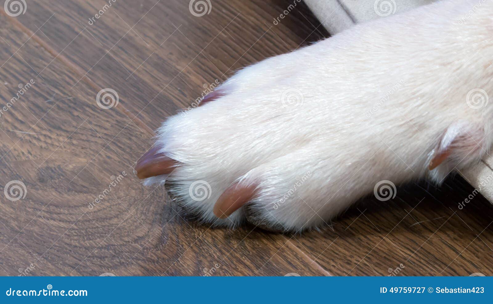 Dogs paw stock image. Image of body, foot, animal, mammal - 49759727