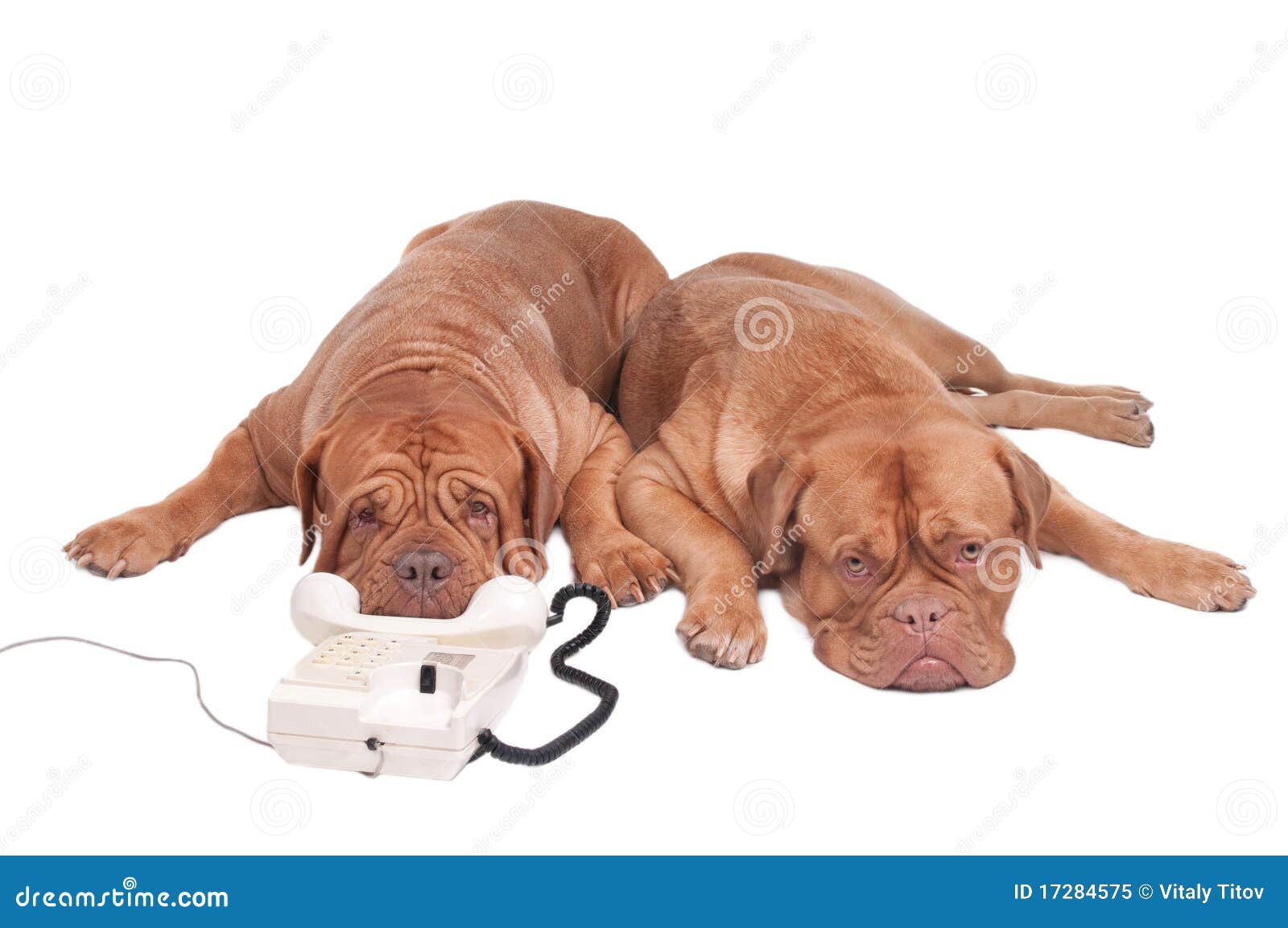 Dogs on the phone stock image. Image of puppy, chatting - 17284575