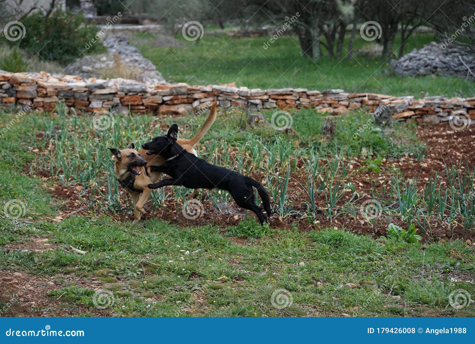 Dogs play stock photo. Image of game, pets, dogs, brown - 179426008