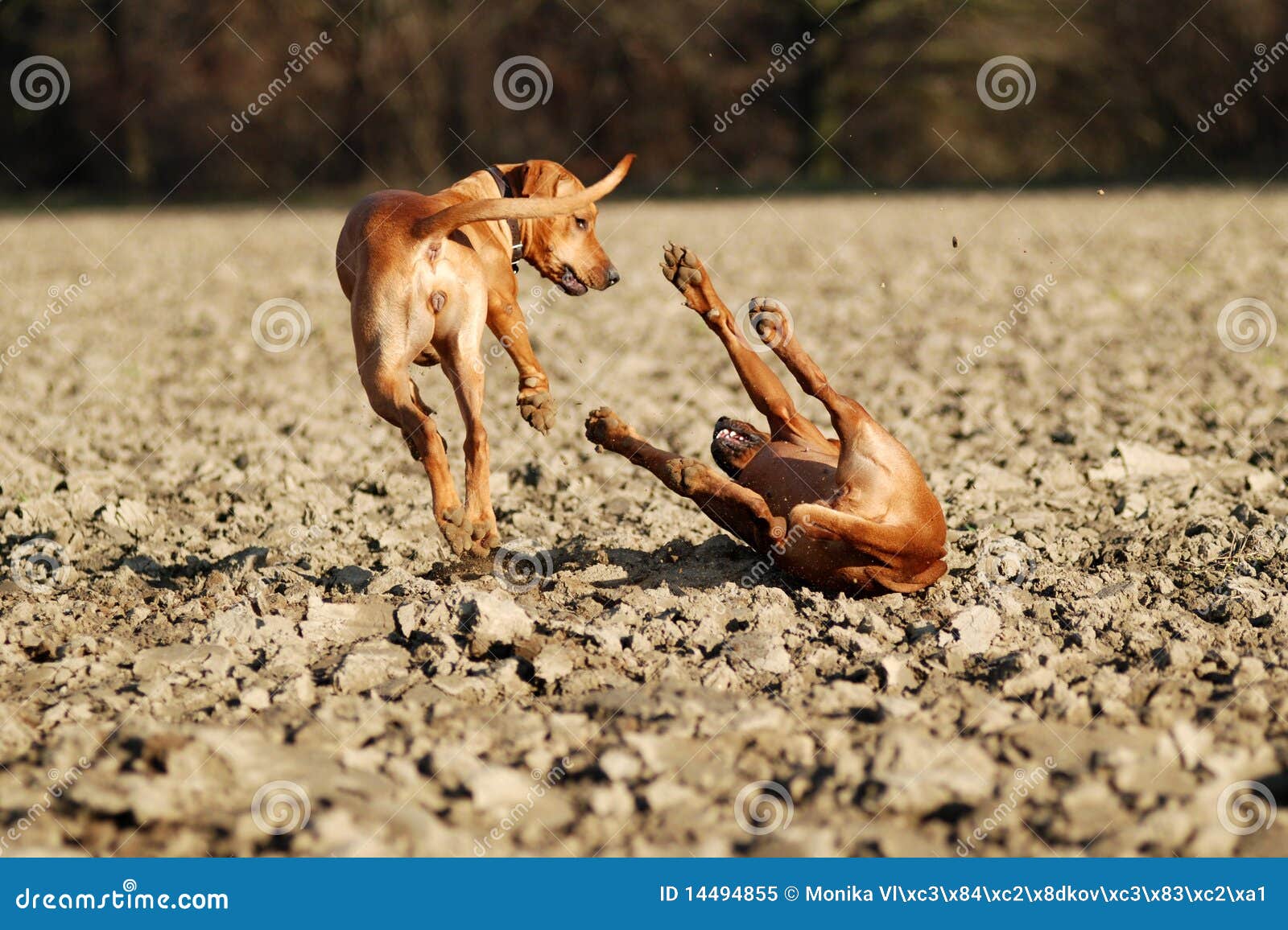 Dogs play fighting stock image. Image of carnivore, emotion - 14494855