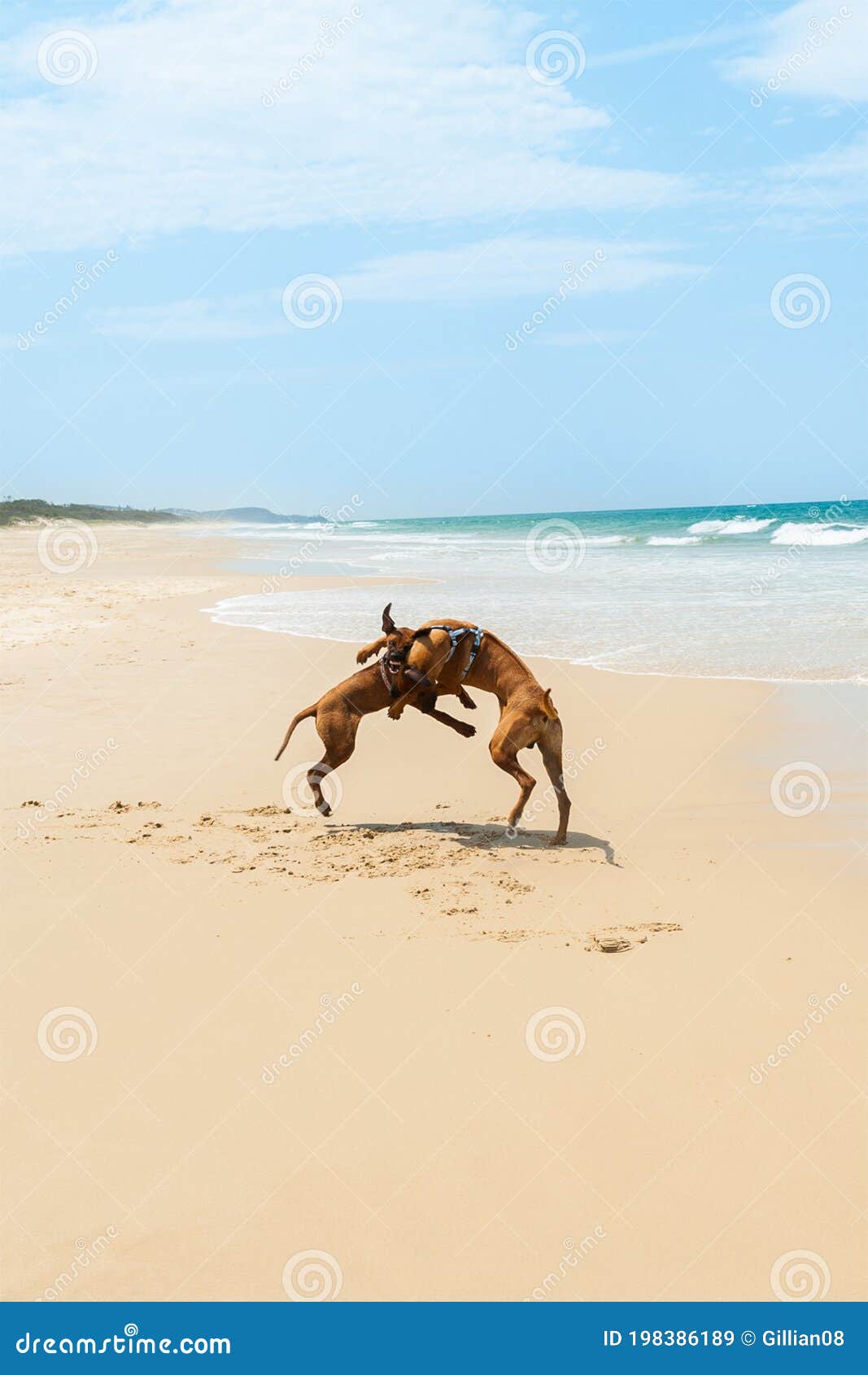 Dogs Play Fighting on the Beach Stock Image - Image of queensland ...