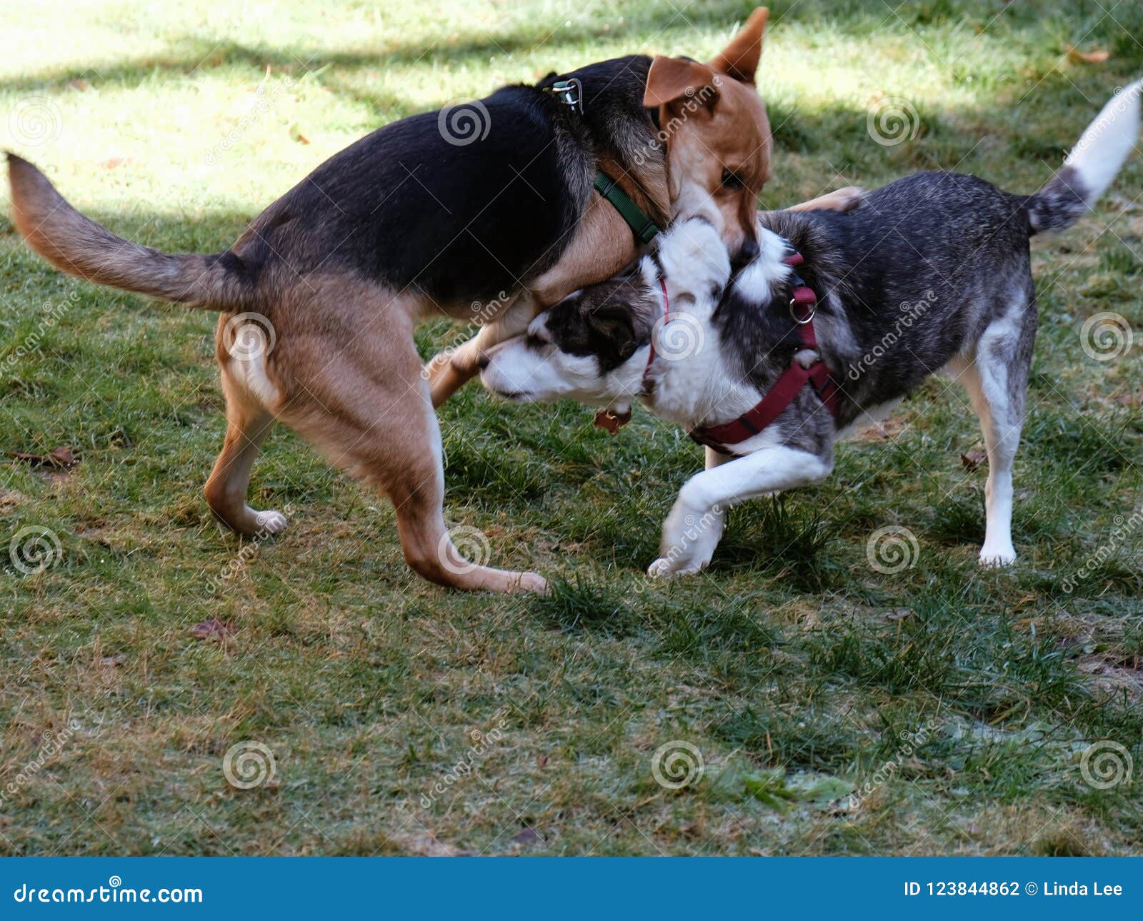 Dogs playing stock photo. Image of dogs, fighting, playing - 123844862