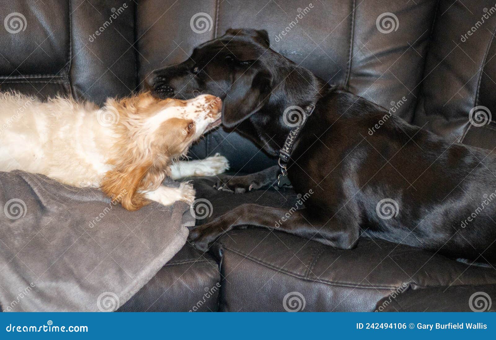 Dogs play fighting stock photo. Image of fang, bite - 242494106