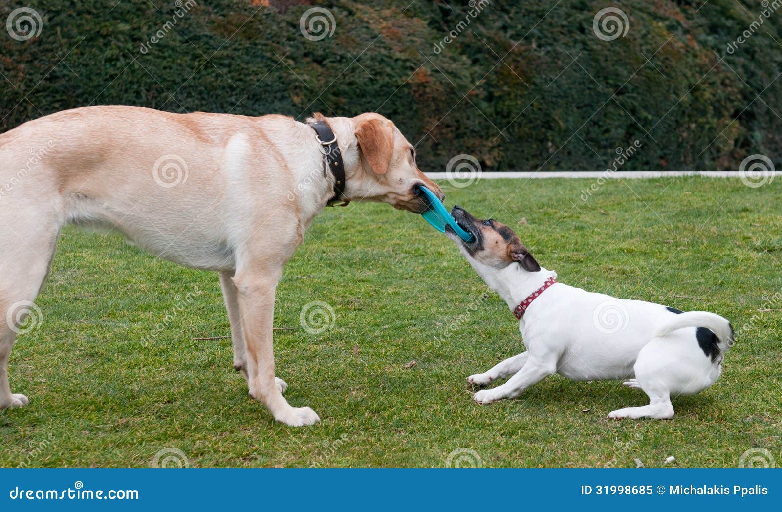 Two Dogs Playing Tug Of War Royalty-Free Stock Image | CartoonDealer ...