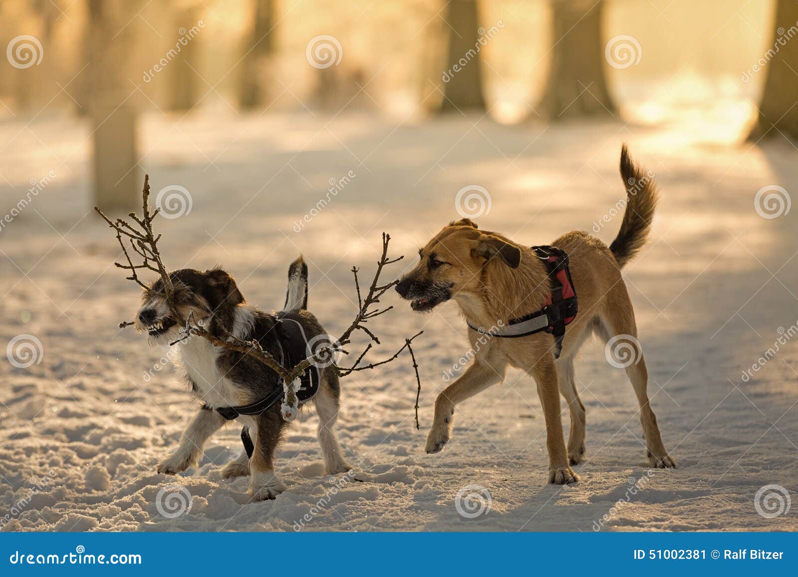 Dogs at play in the snow stock image. Image of trees - 51002381