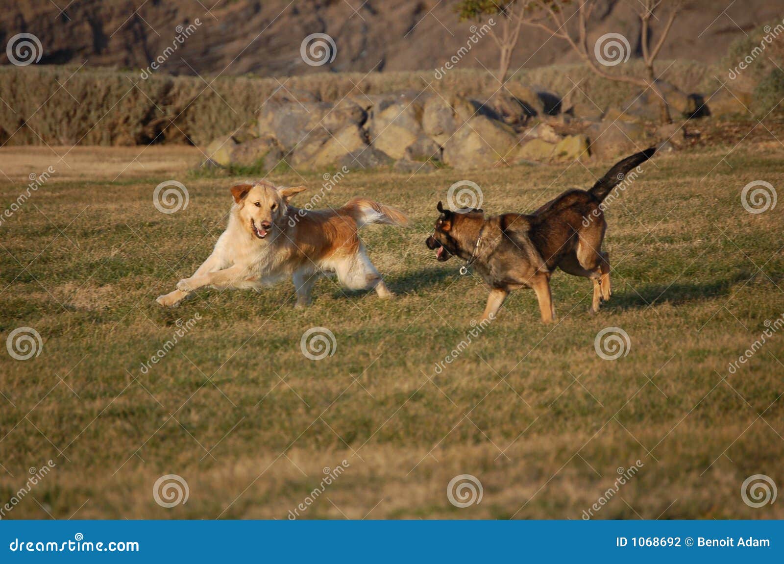 Dogs playing stock photo. Image of couple, sport, dogs - 1068692