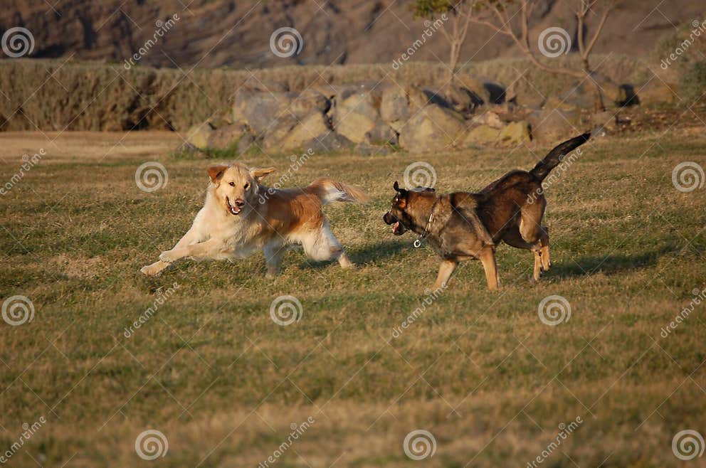 Dogs playing stock photo. Image of couple, sport, dogs - 1068692