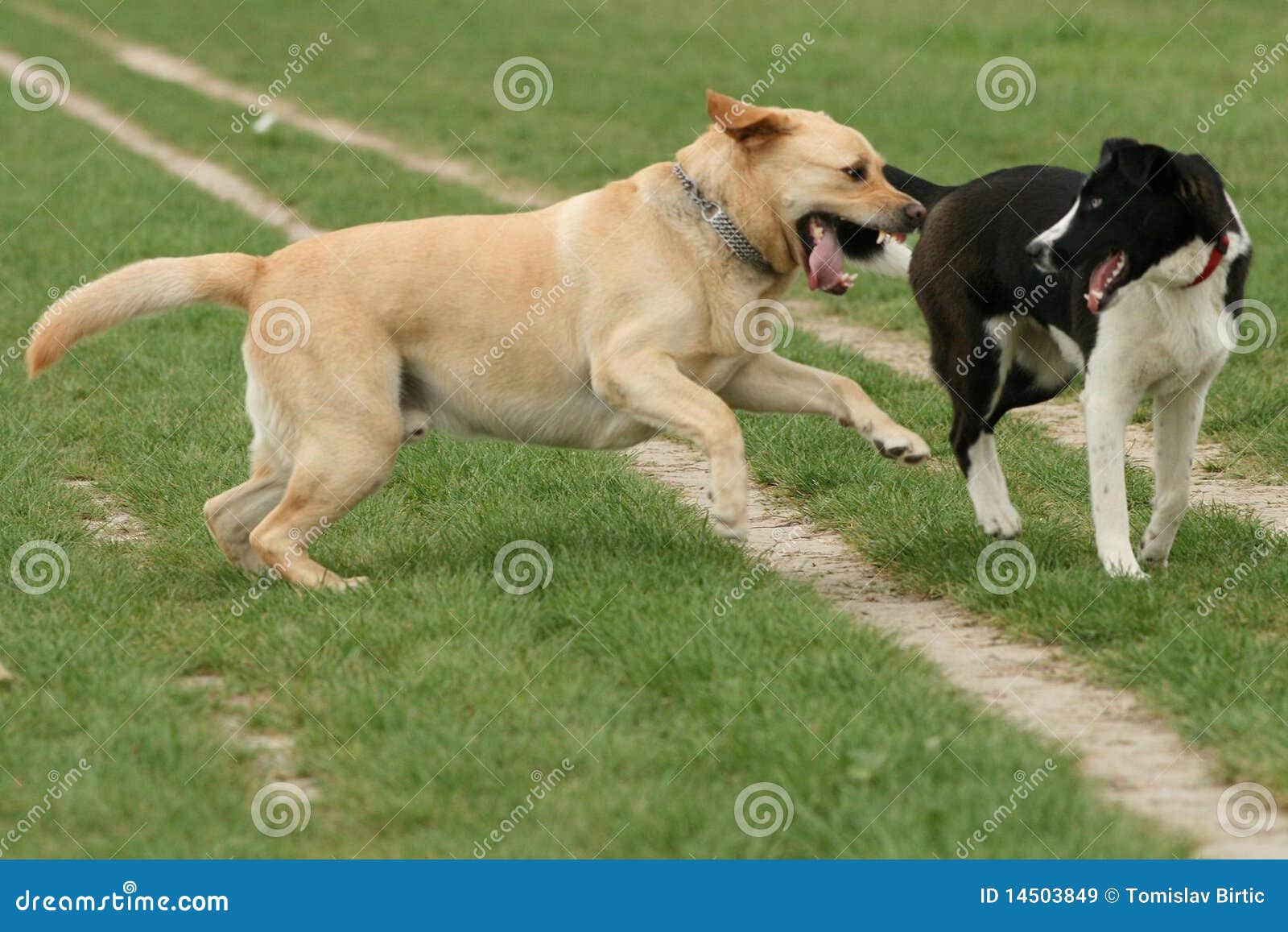 Dogs Playing stock image. Image of field, dogs, grass - 14503849