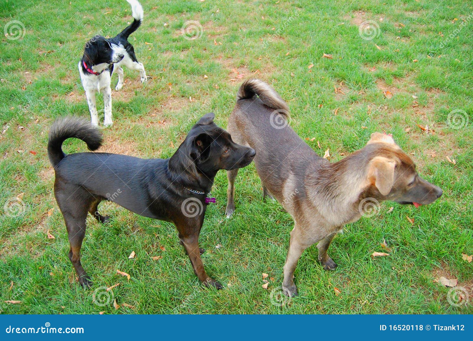 Dogs Playing stock photo. Image of playful, playing, dogs - 16520118