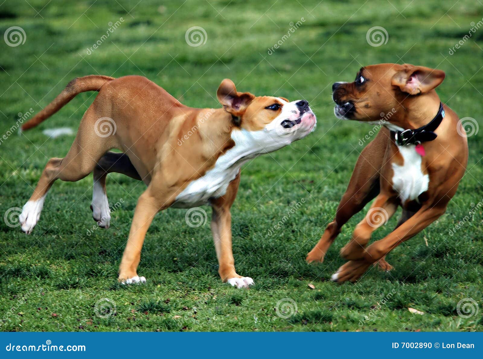 Dogs Playing stock photo. Image of action, jump, running - 7002890