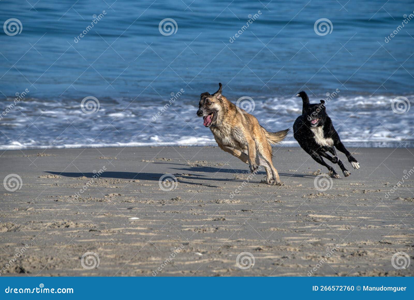 Dogs Playing at the Beach. Jump for the Ball Stock Photo - Image of ...