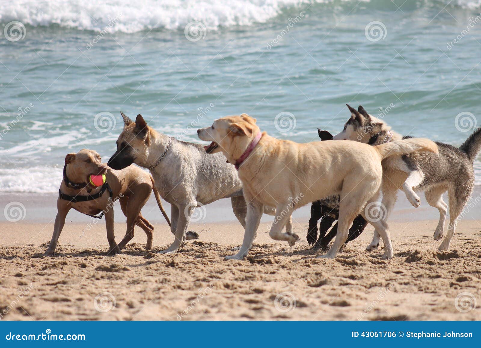 Two Dogs Playing Tug Of War Royalty-Free Stock Image | CartoonDealer ...