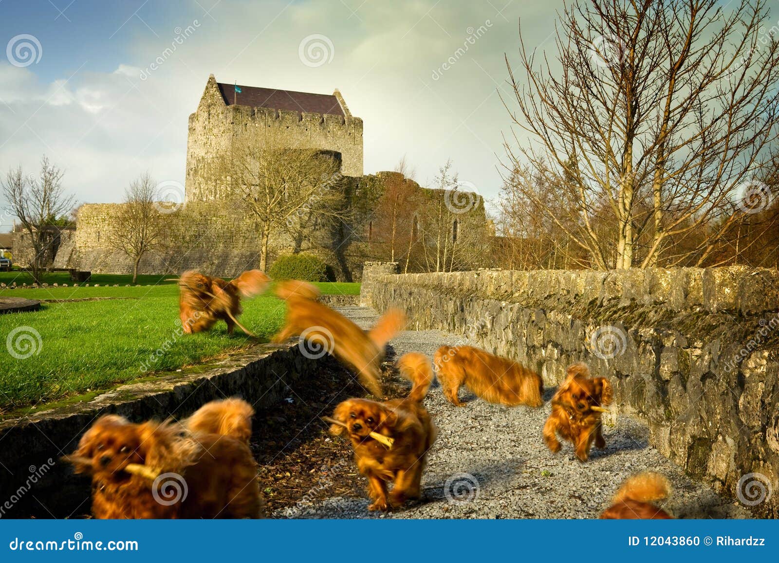 Dogs Playing In The Castle Grounds,Collage Stock Photo | CartoonDealer ...