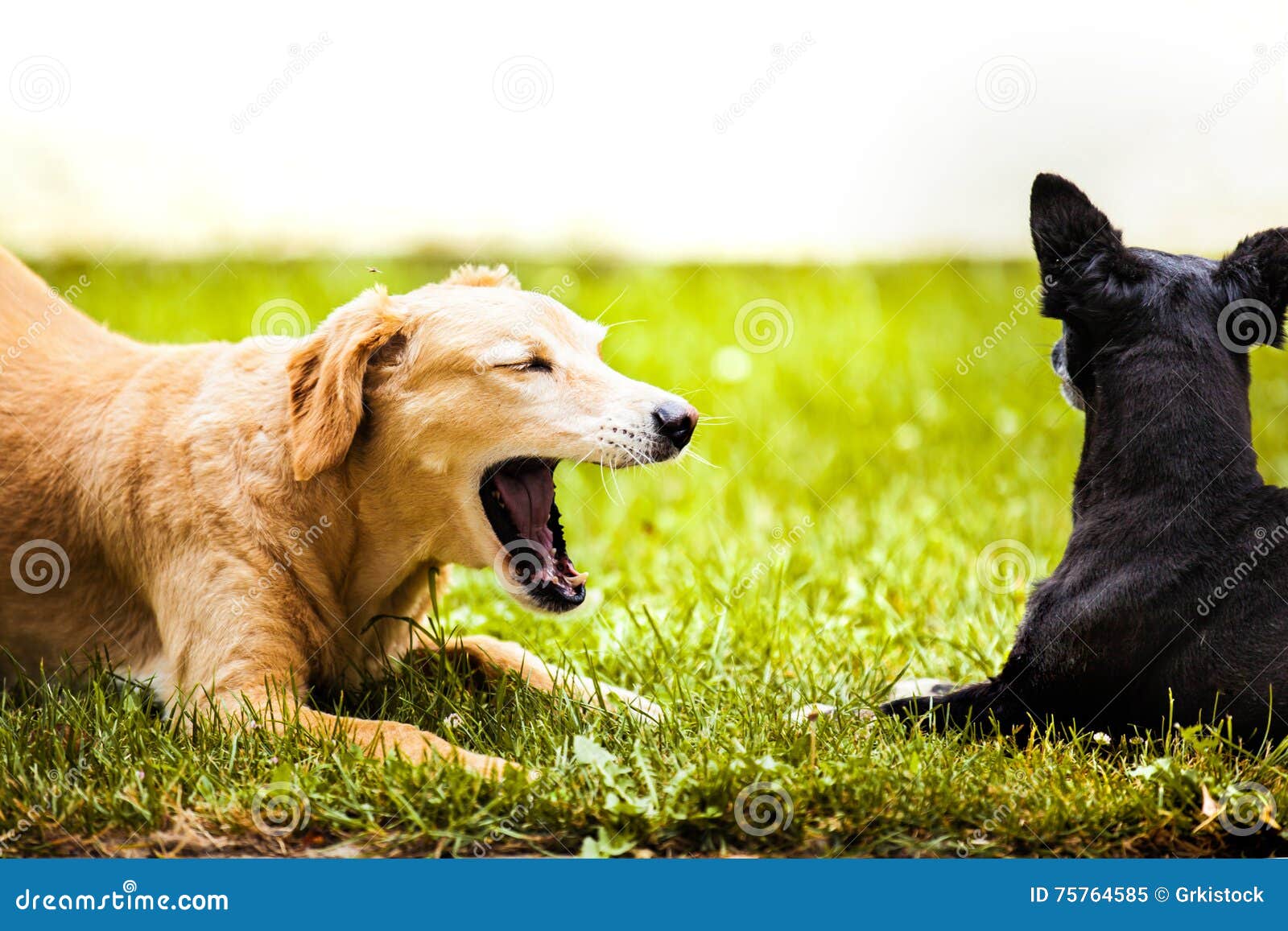 Dogs playing stock image. Image of outside, outdoor, happy - 75764585