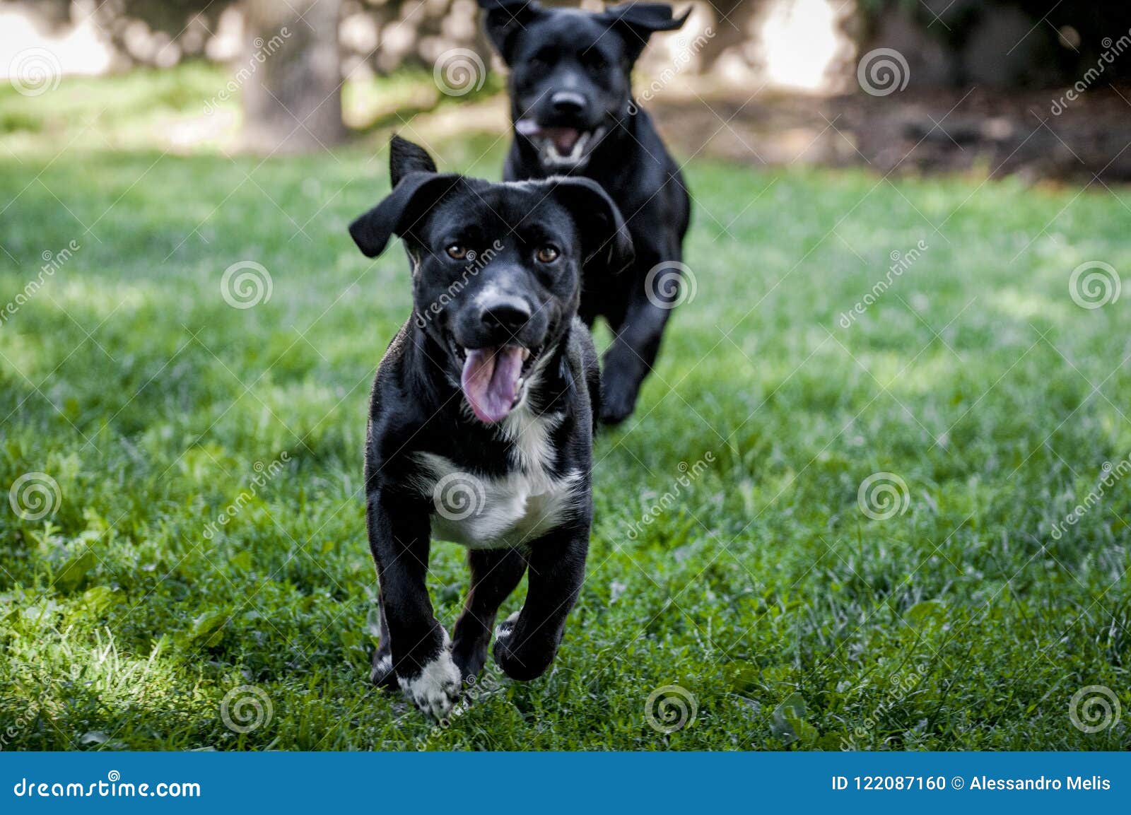 2 dogs playing stock photo. Image of domestic, black - 122087160