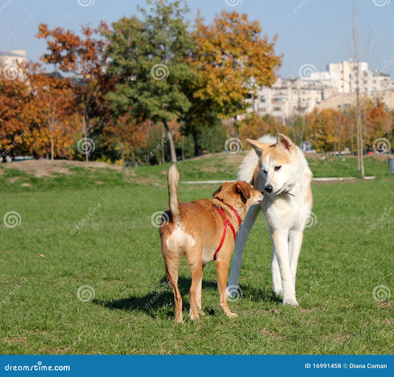 Dogs playing in the park stock photo. Image of husky - 16991458
