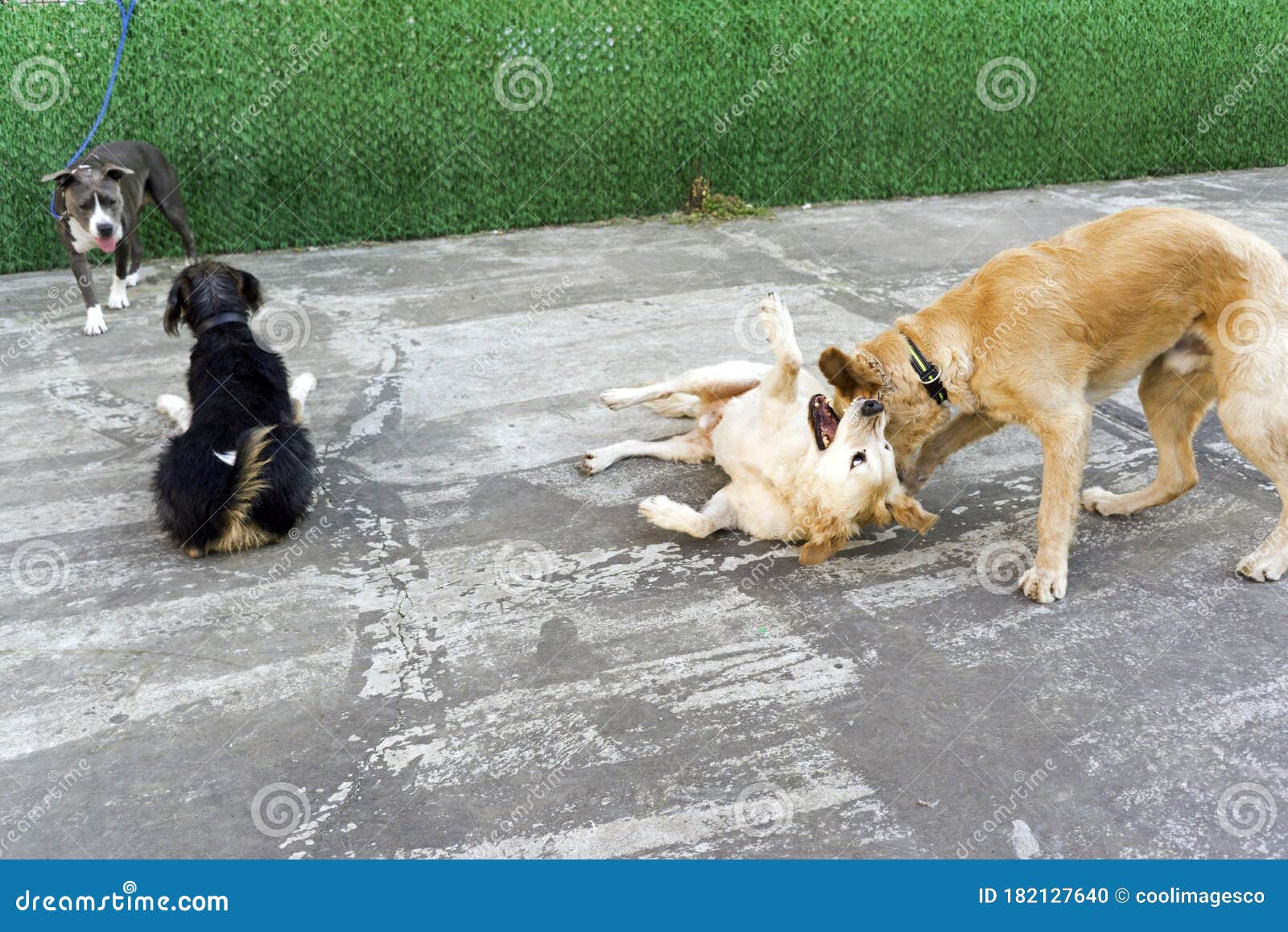 Dogs playing in the park stock photo. Image of cute - 182127640