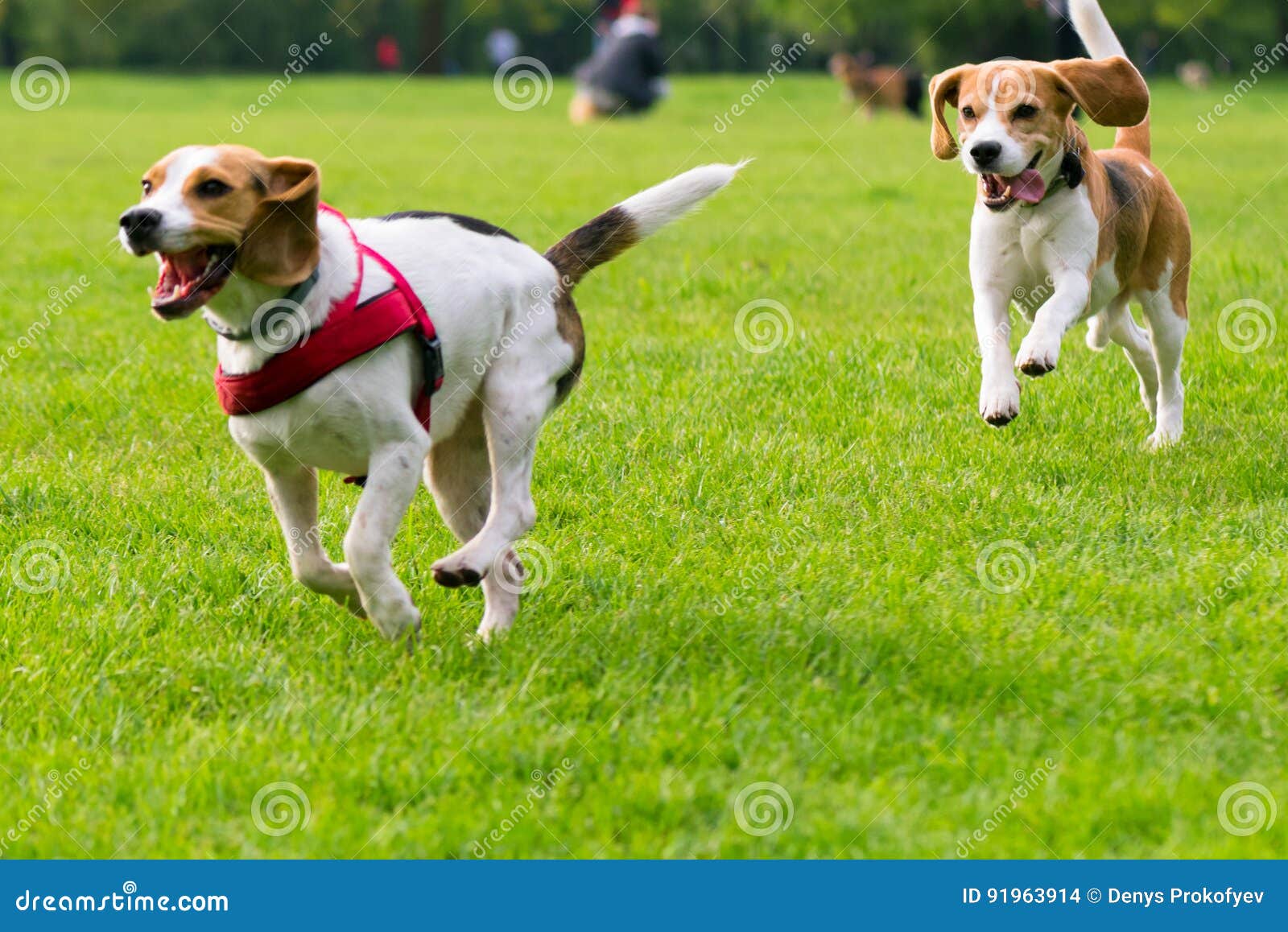 Dogs playing at park stock photo. Image of pedigree, energy - 91963914