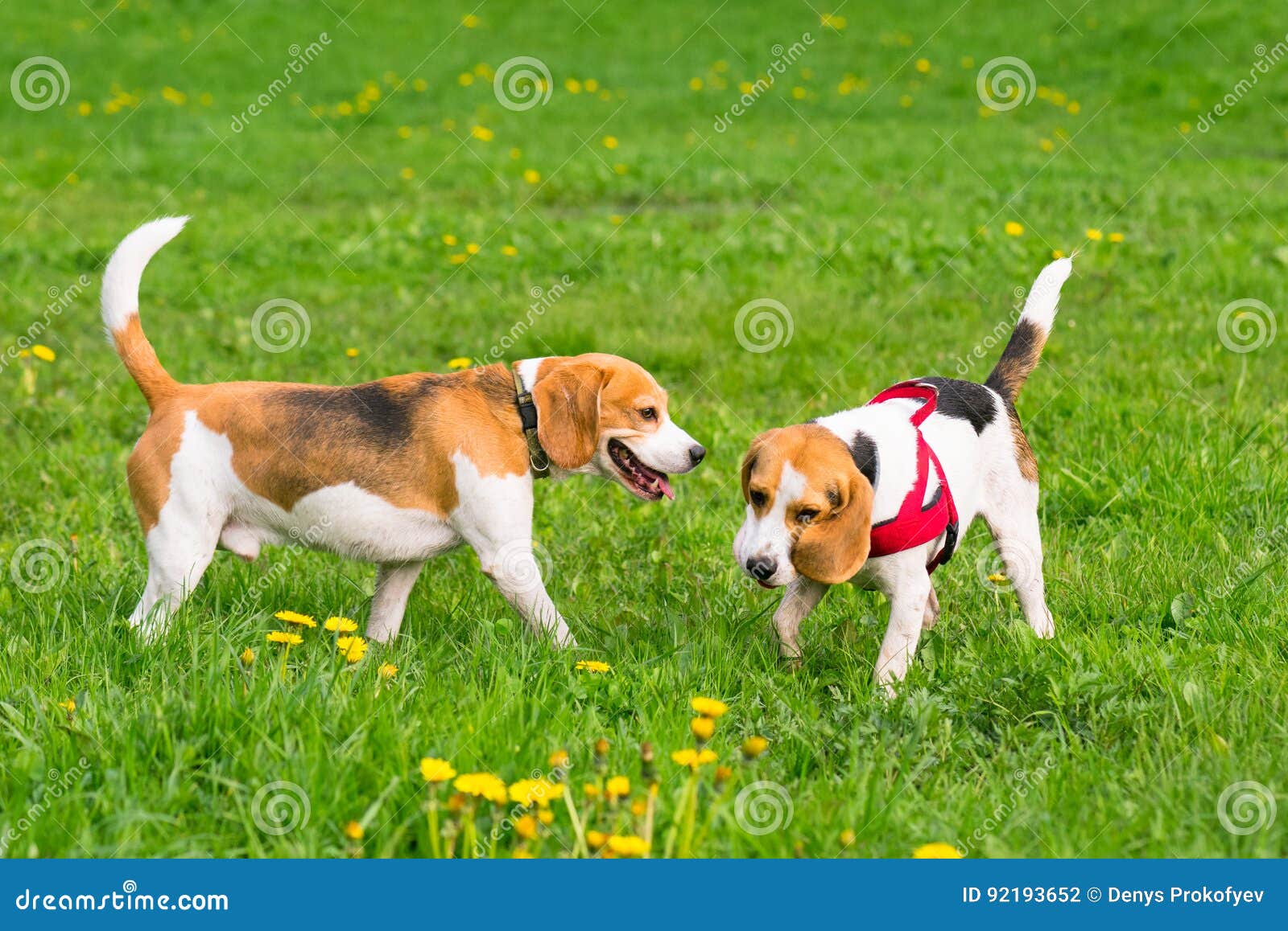 Dogs playing at park stock photo. Image of dogs, canine - 92193652
