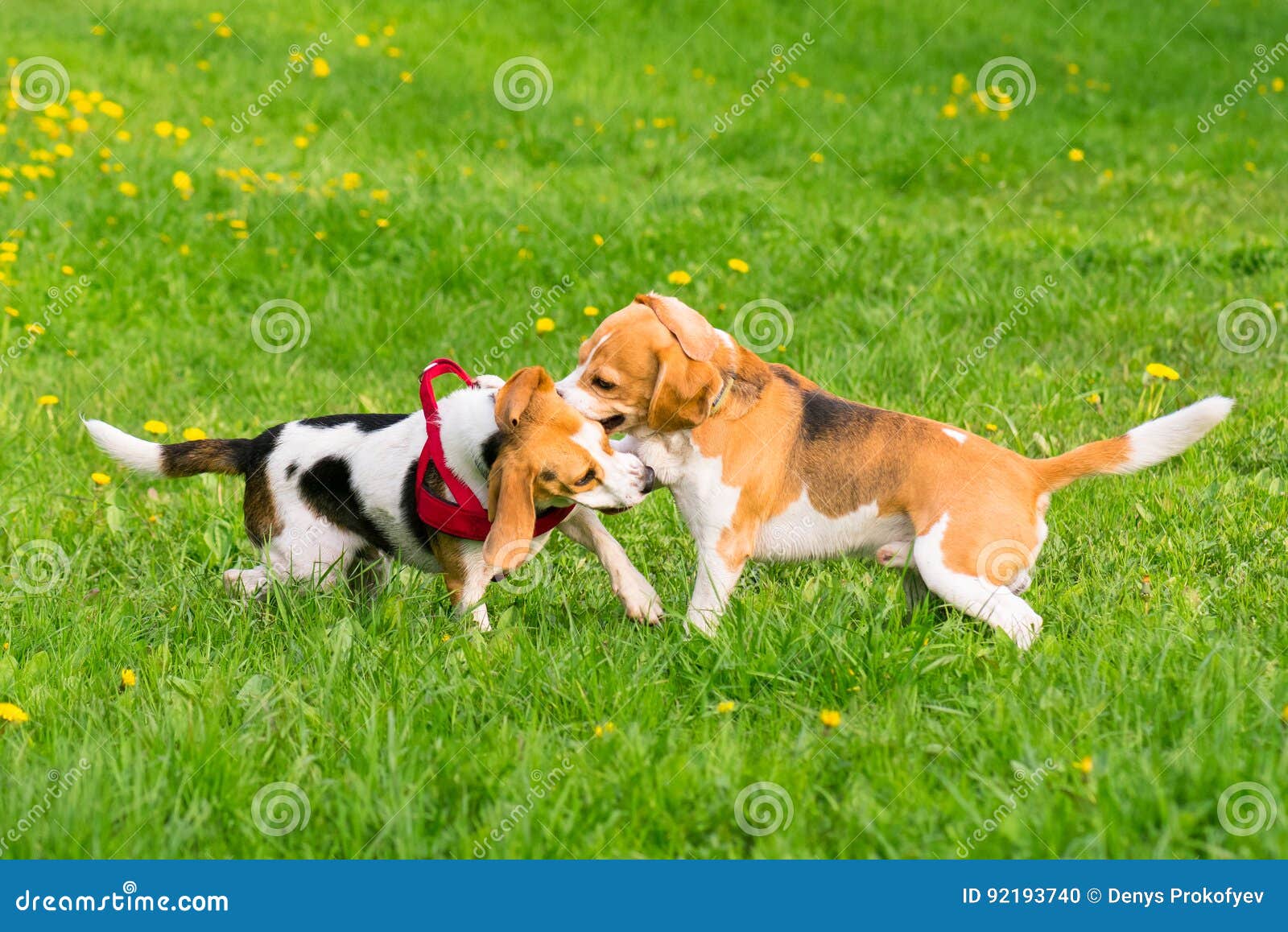 Dogs playing at park stock photo. Image of group, energy - 92193740