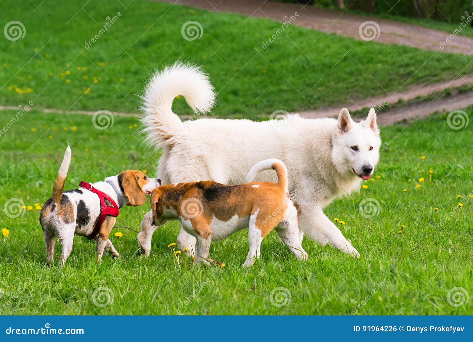 Dogs playing at park stock photo. Image of group, green - 91964226