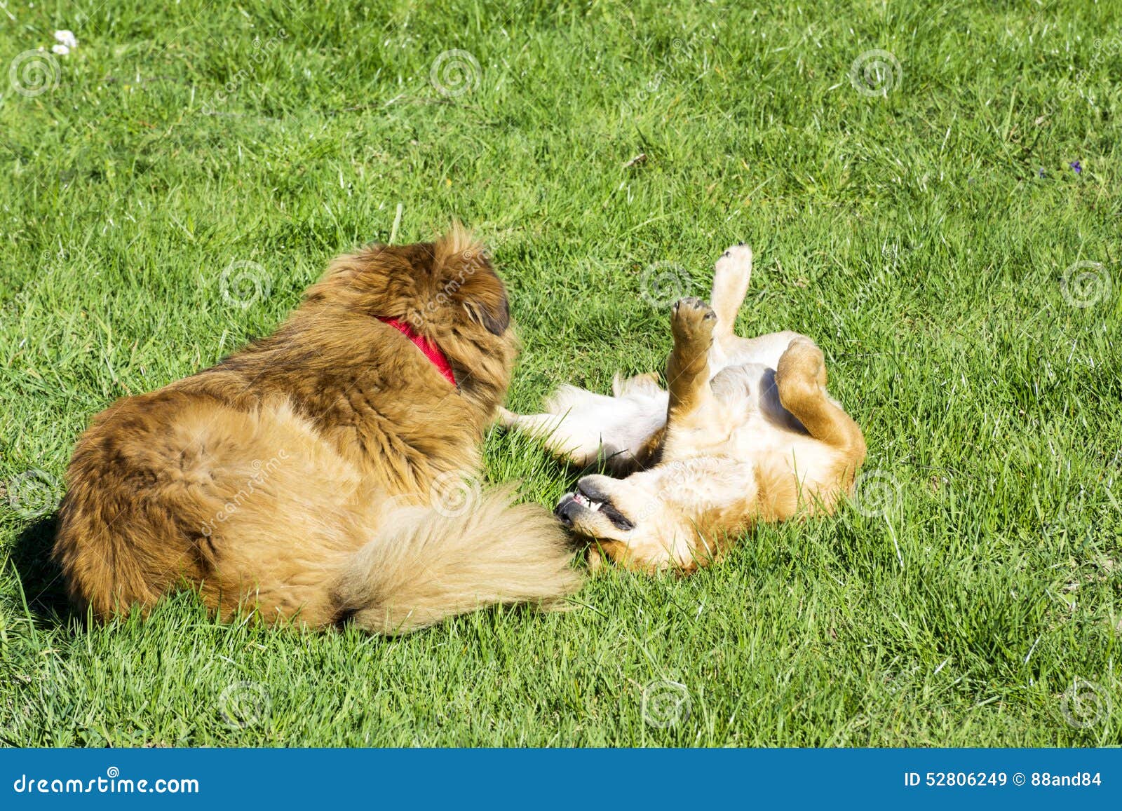 Dogs playing in the park stock image. Image of happiness - 52806249