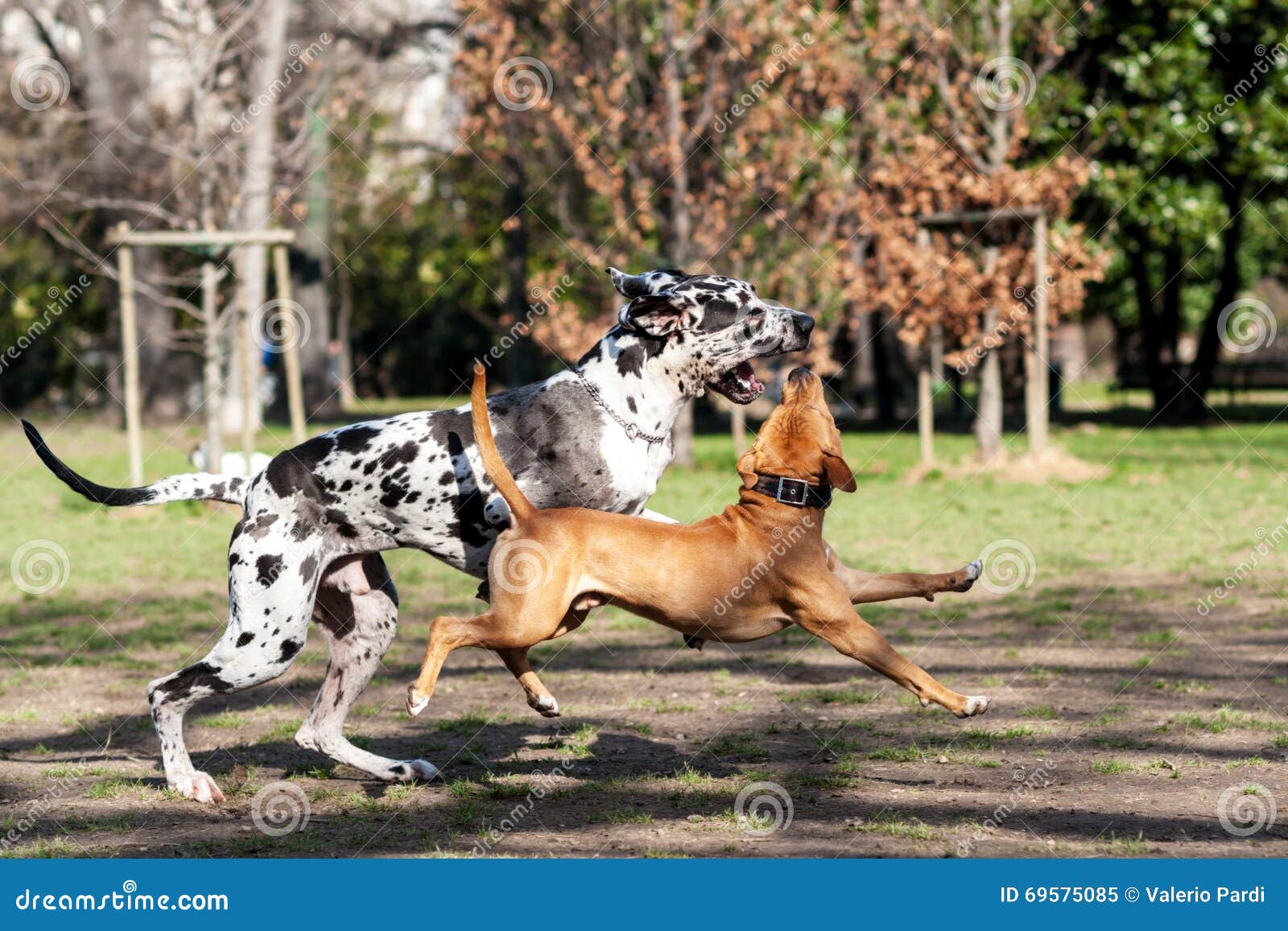 Dogs Playing and Running in a Park Stock Image - Image of motion, grass ...